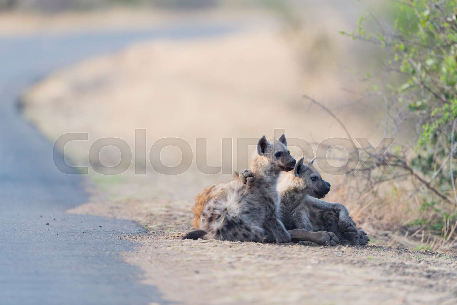 Hyena pup in the wilderness | Stock image | Colourbox