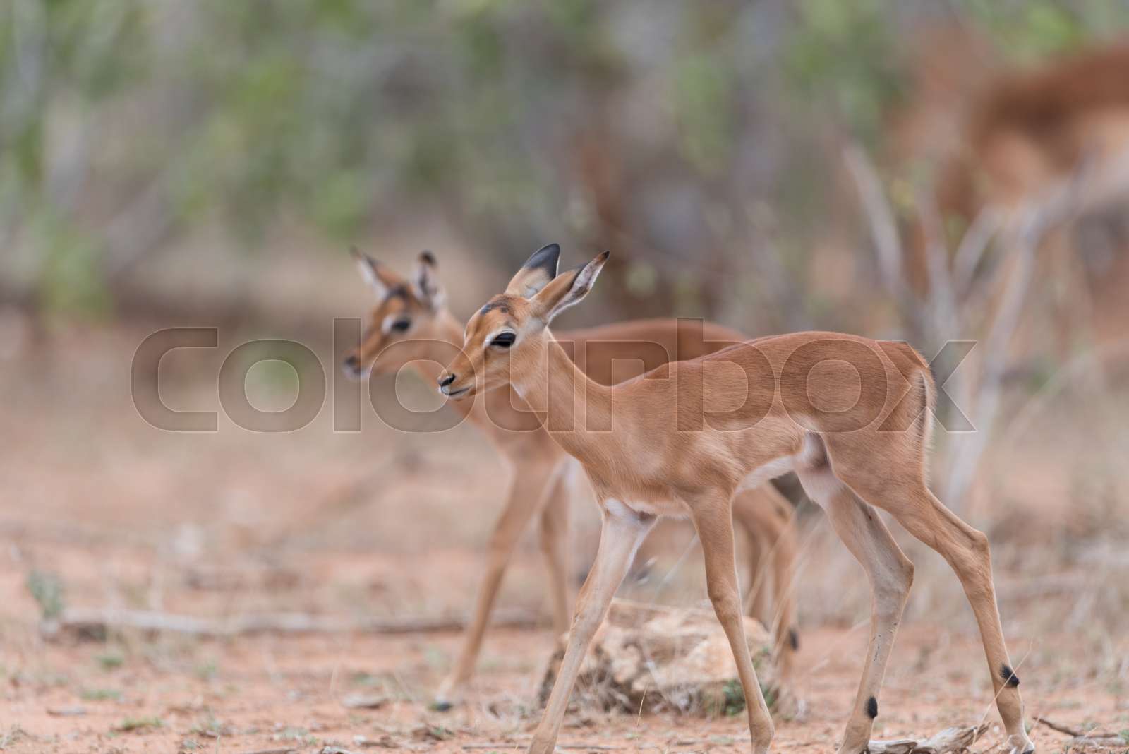 Baby Impalas