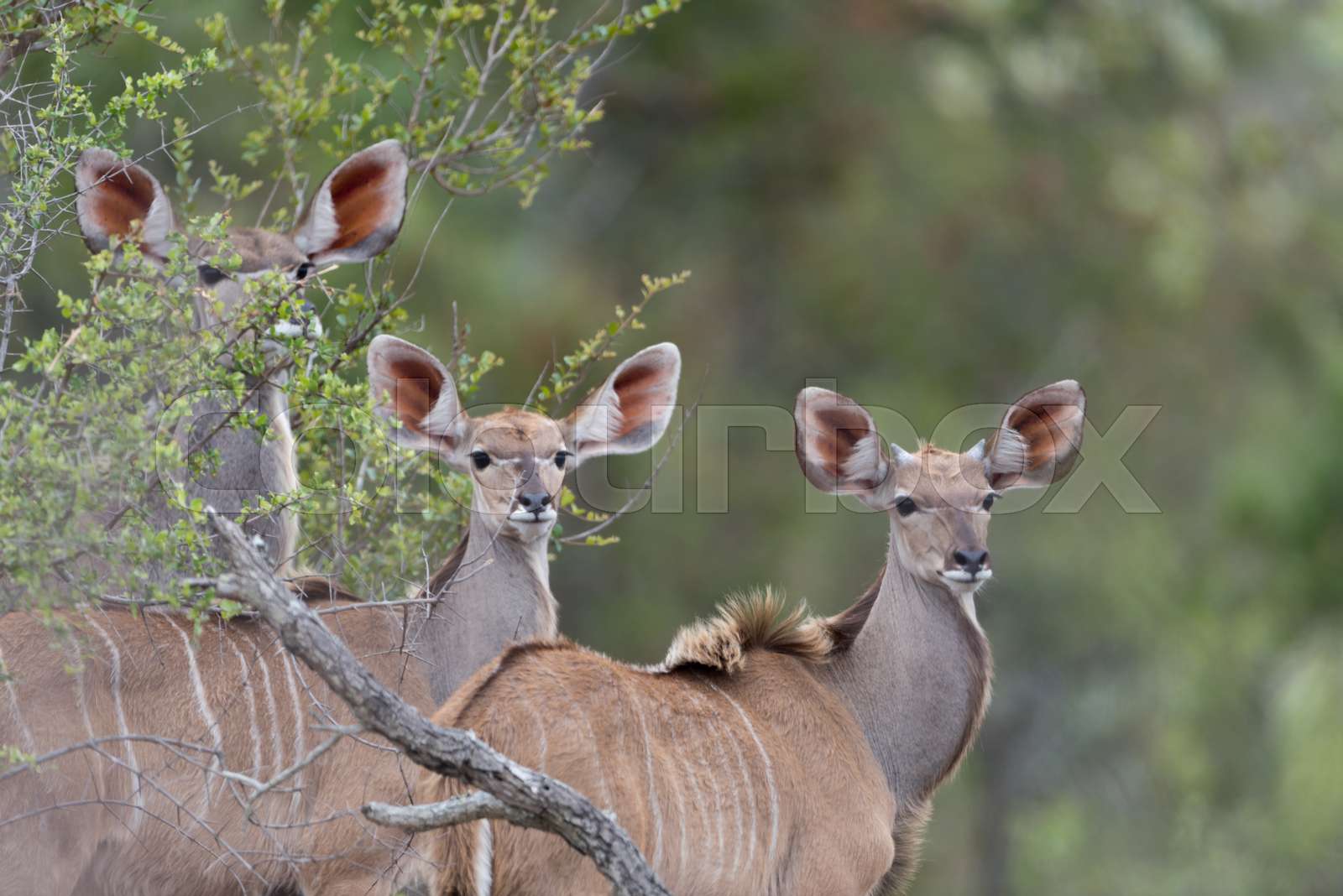 Kudu antelope | Stock image | Colourbox