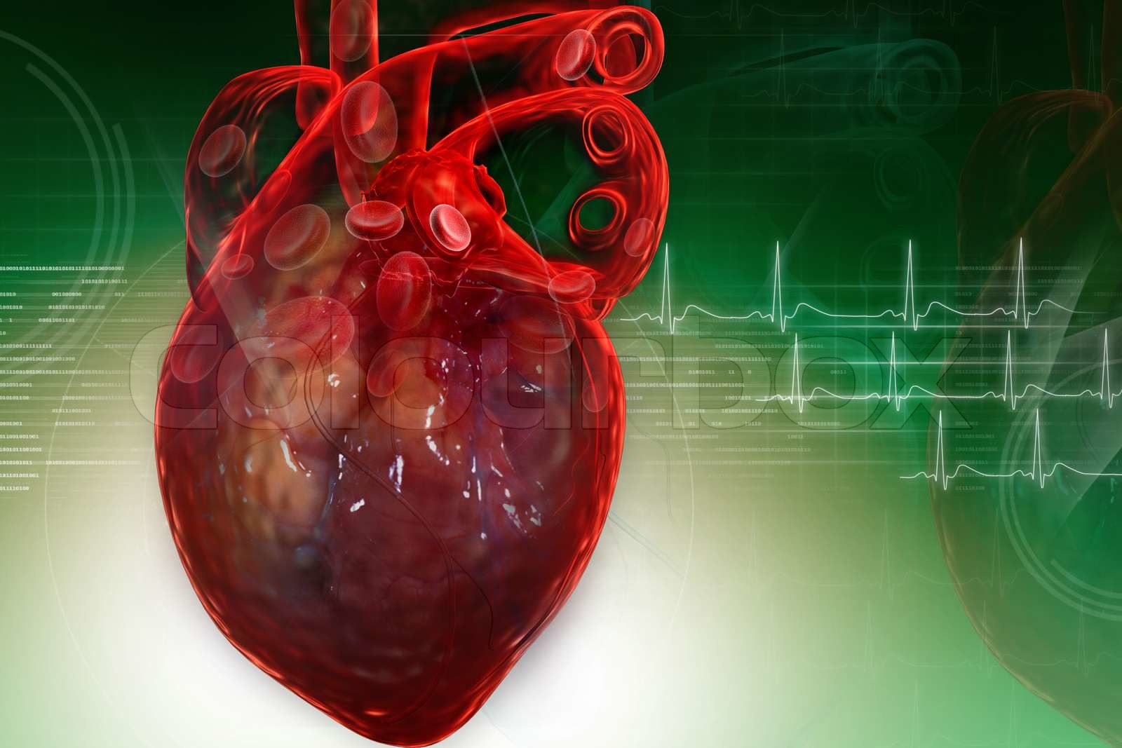 Heart pumping blood | Stock image | Colourbox