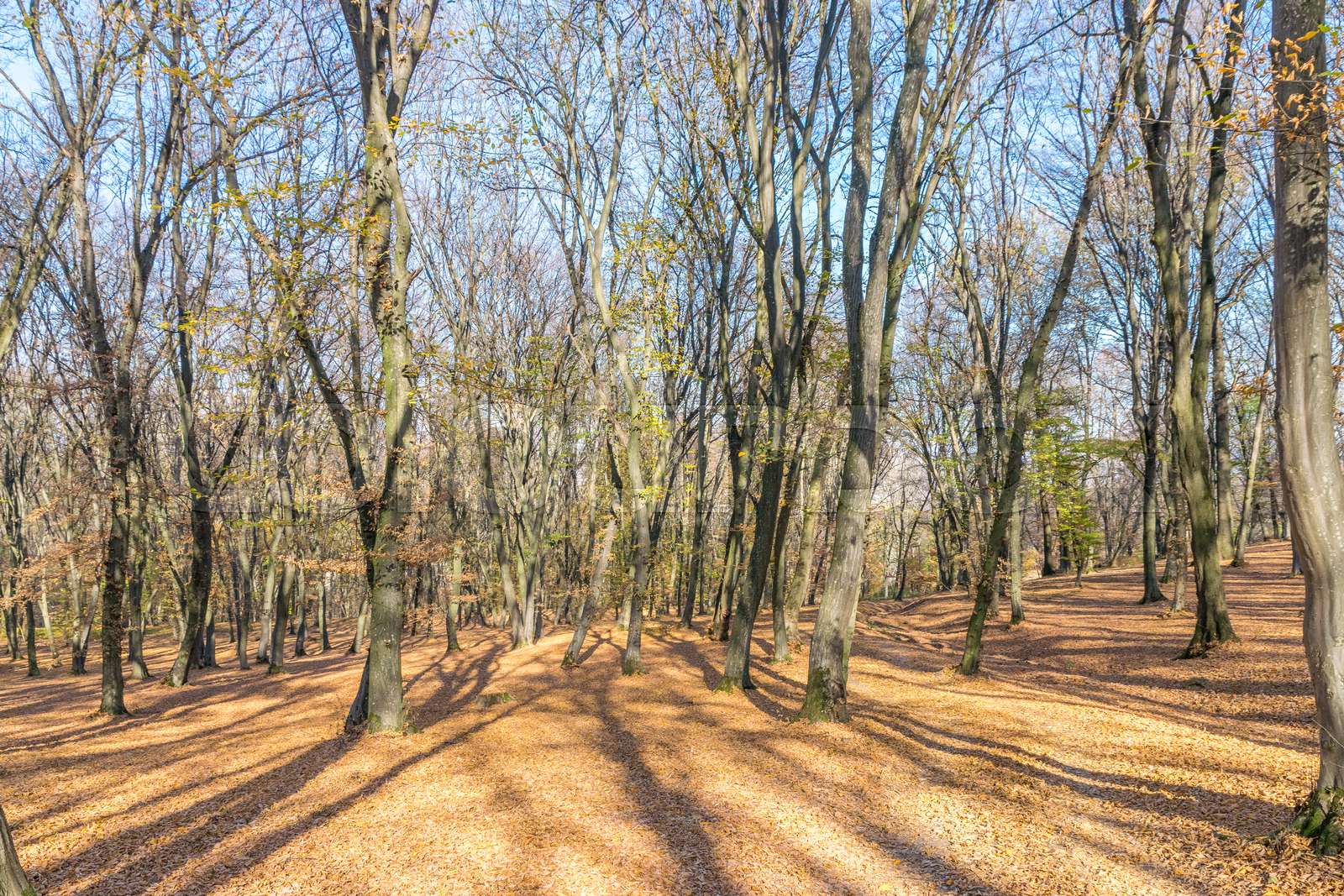 Hoia Baciu Forest - World’s Most Haunted Forest with a reputation for ...