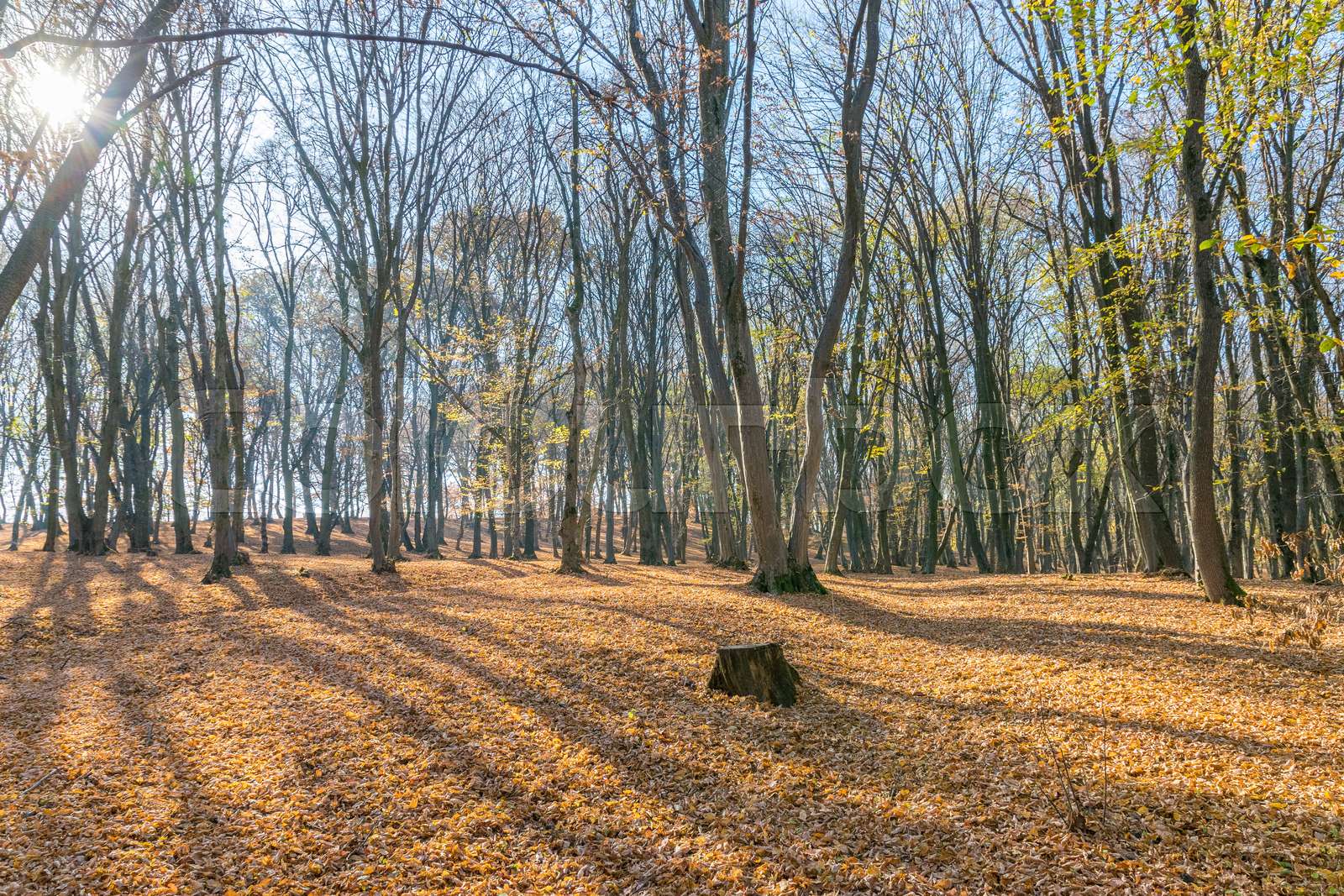 Hoia Baciu Forest - World’s Most Haunted Forest with a reputation for ...