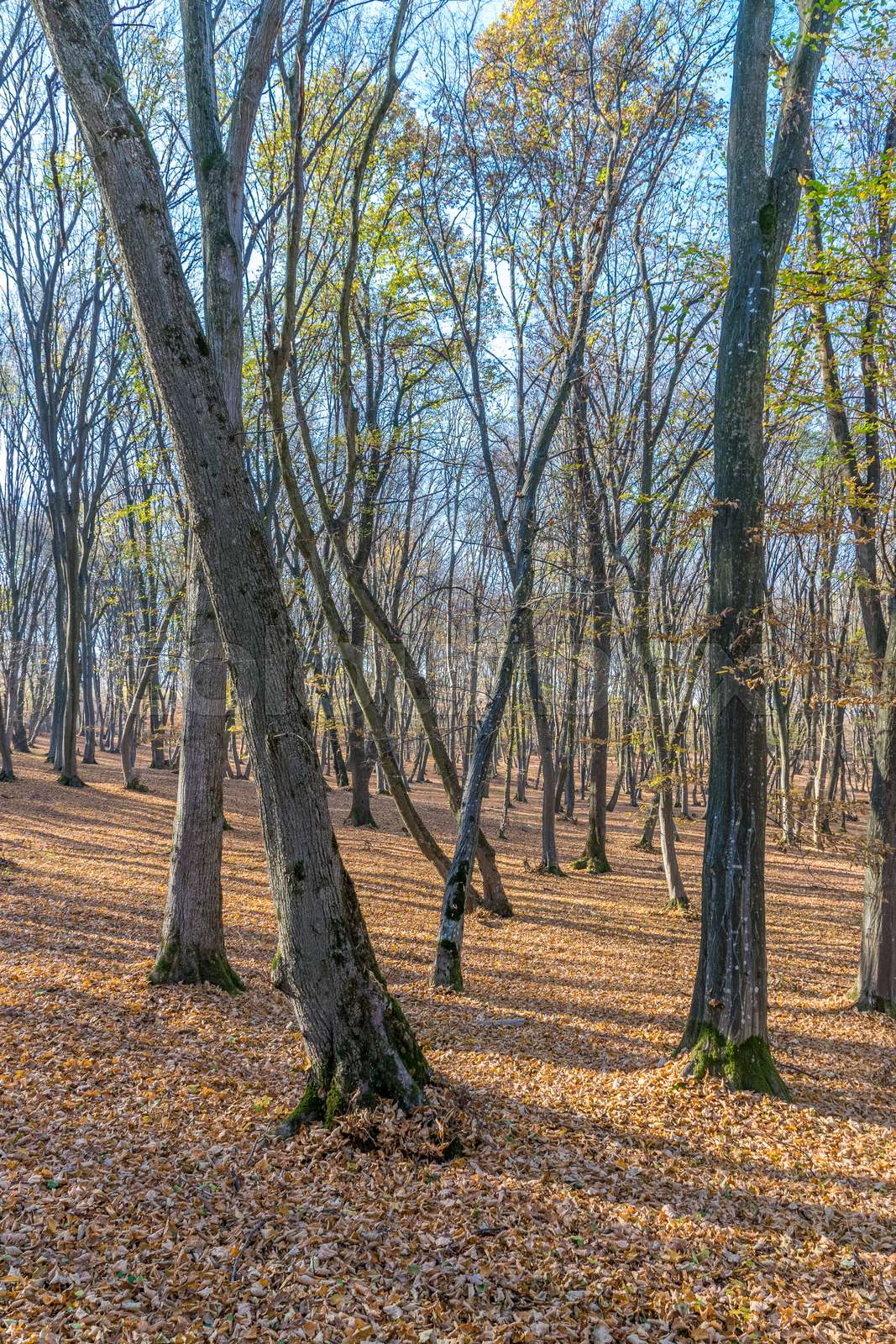 Hoia Baciu Forest - World’s Most Haunted Forest with a reputation for ...