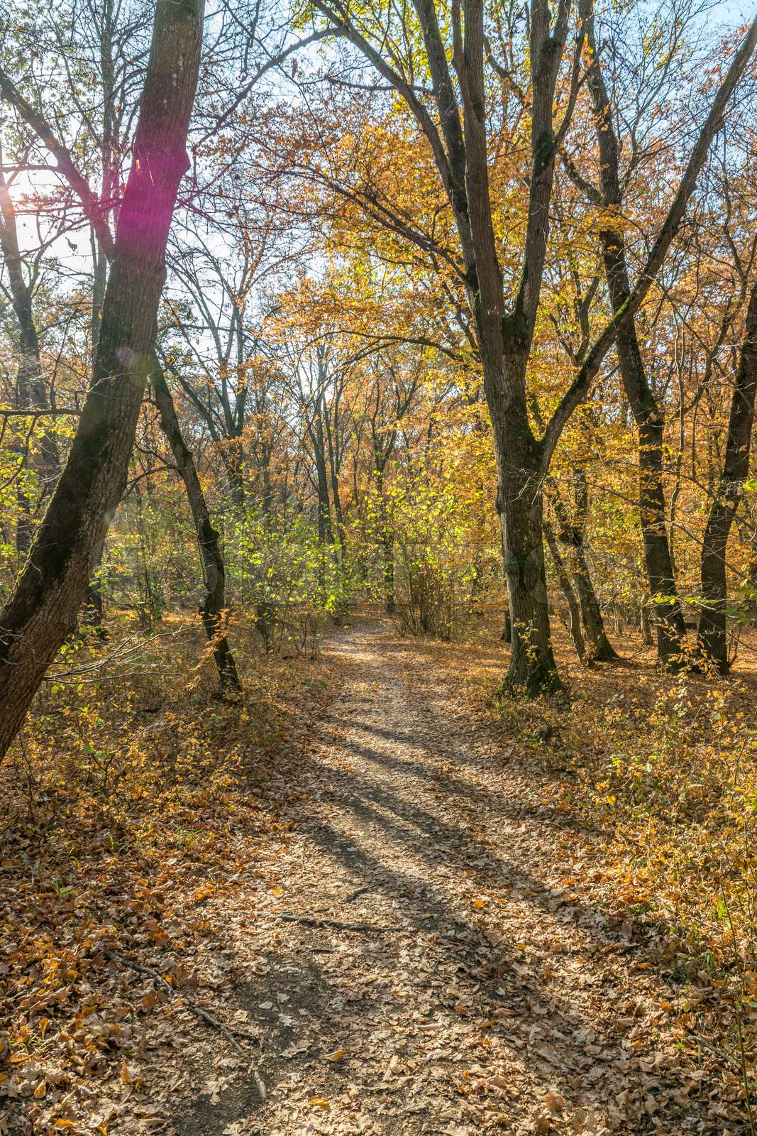 Hoia Baciu Forest - World’s Most Haunted Forest with a reputation for ...