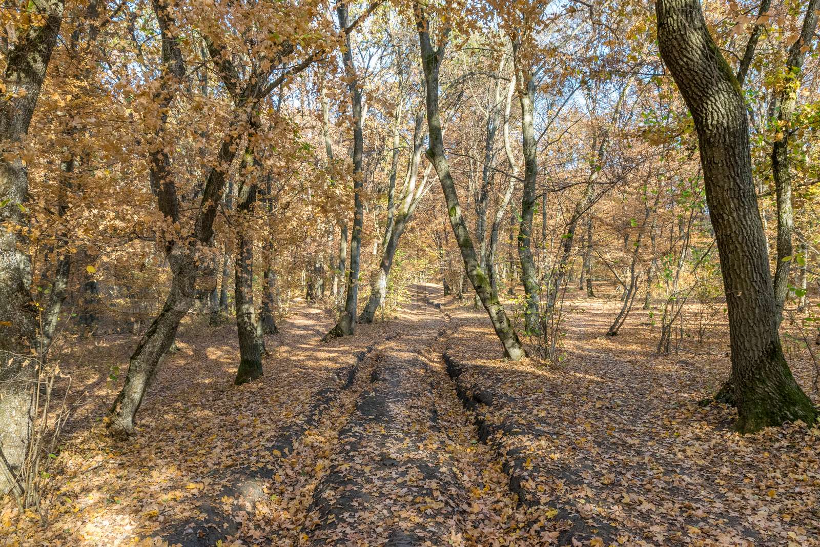 Hoia Baciu Forest - World’s Most Haunted Forest with a reputation for ...