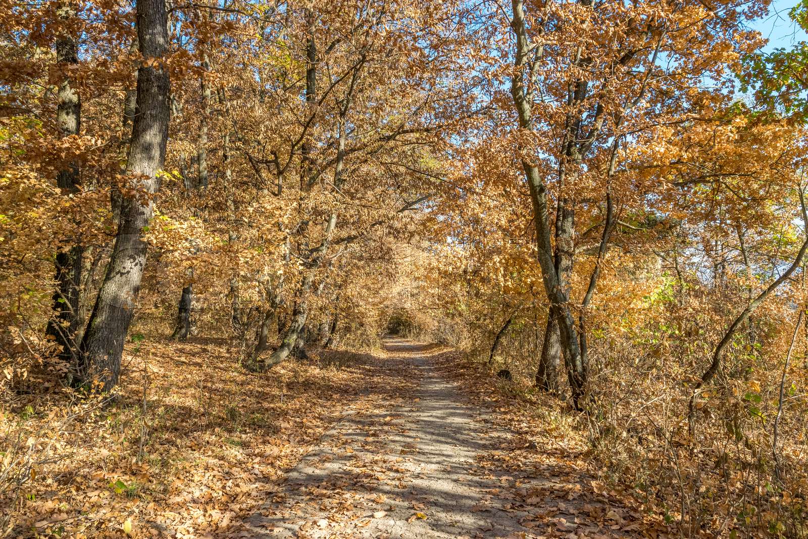 Hoia Baciu Forest - World’s Most Haunted Forest with a reputation for ...