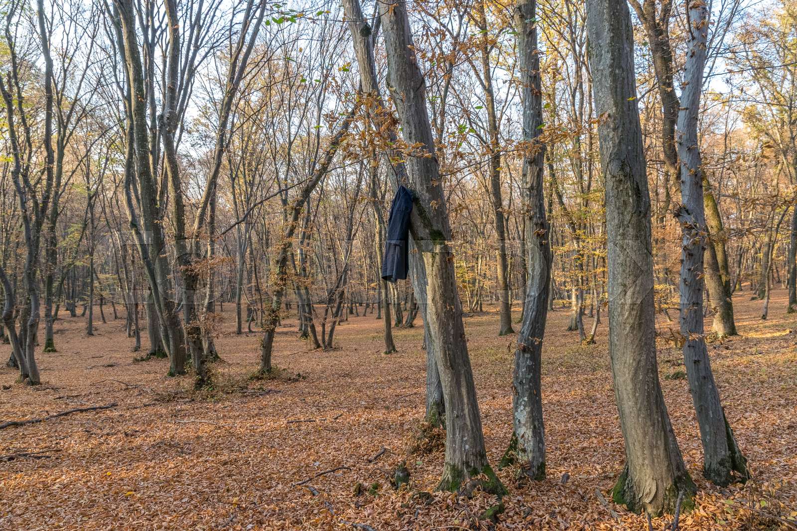 Hoia Baciu Forest - World’s Most Haunted Forest with a reputation for ...