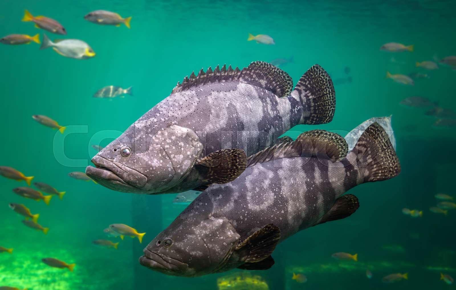Giant grouper or brown spotted grouper fish. | Stock image | Colourbox