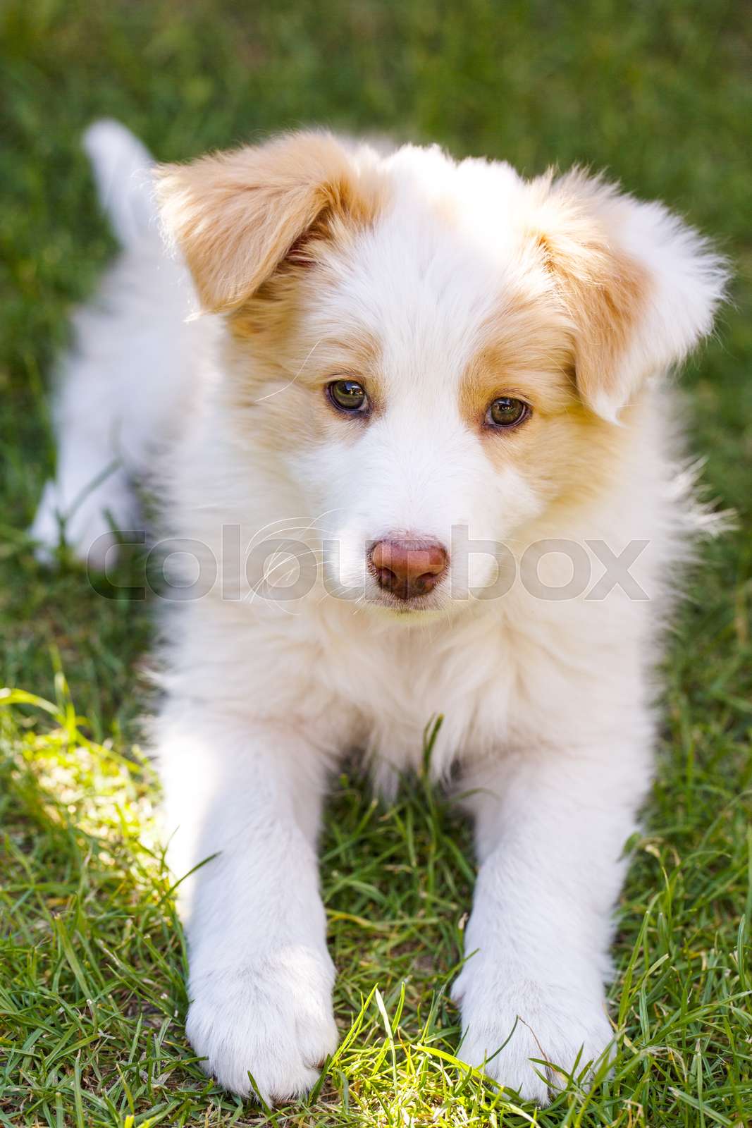 Red And White Border Collie Puppies