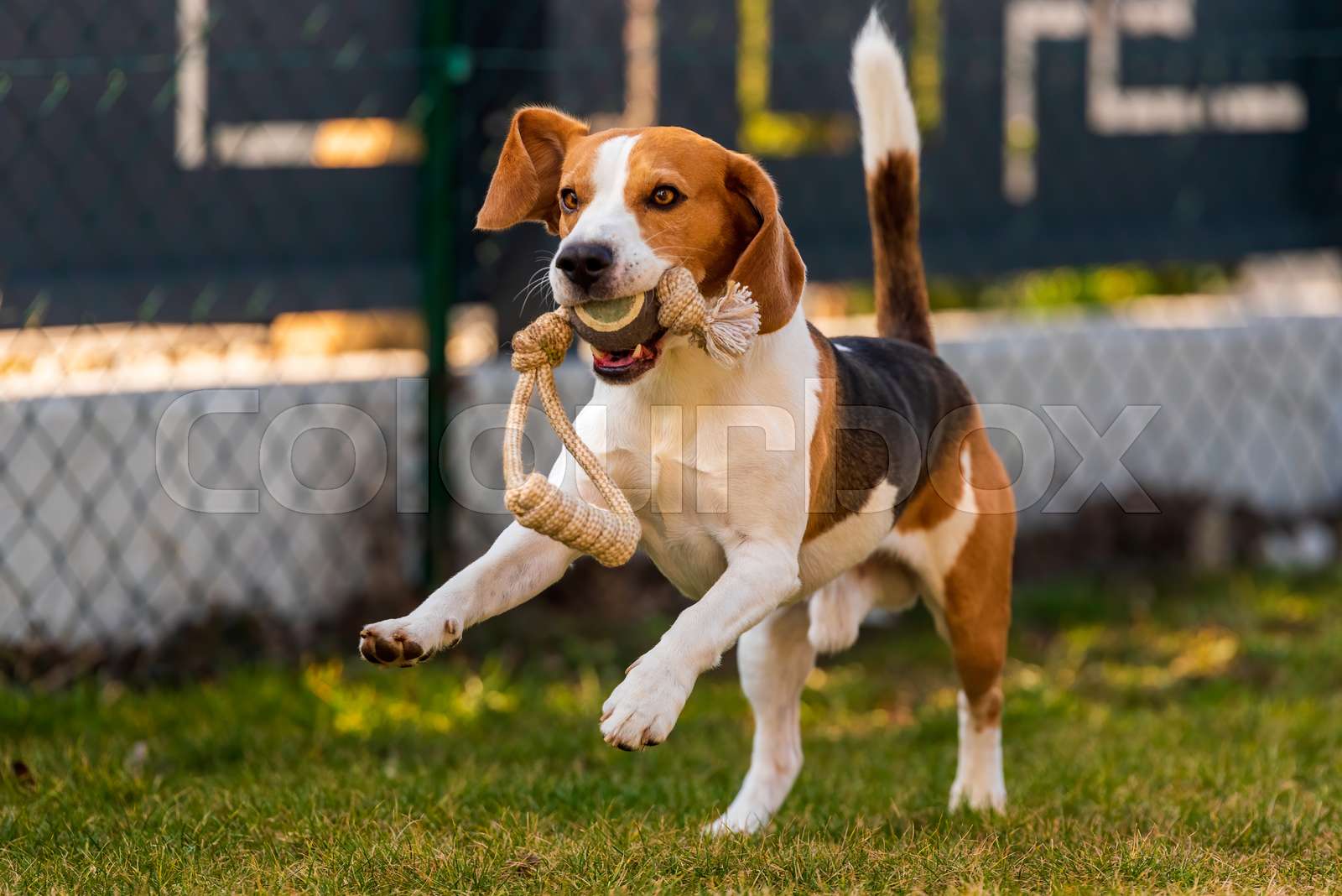 Beagle Running