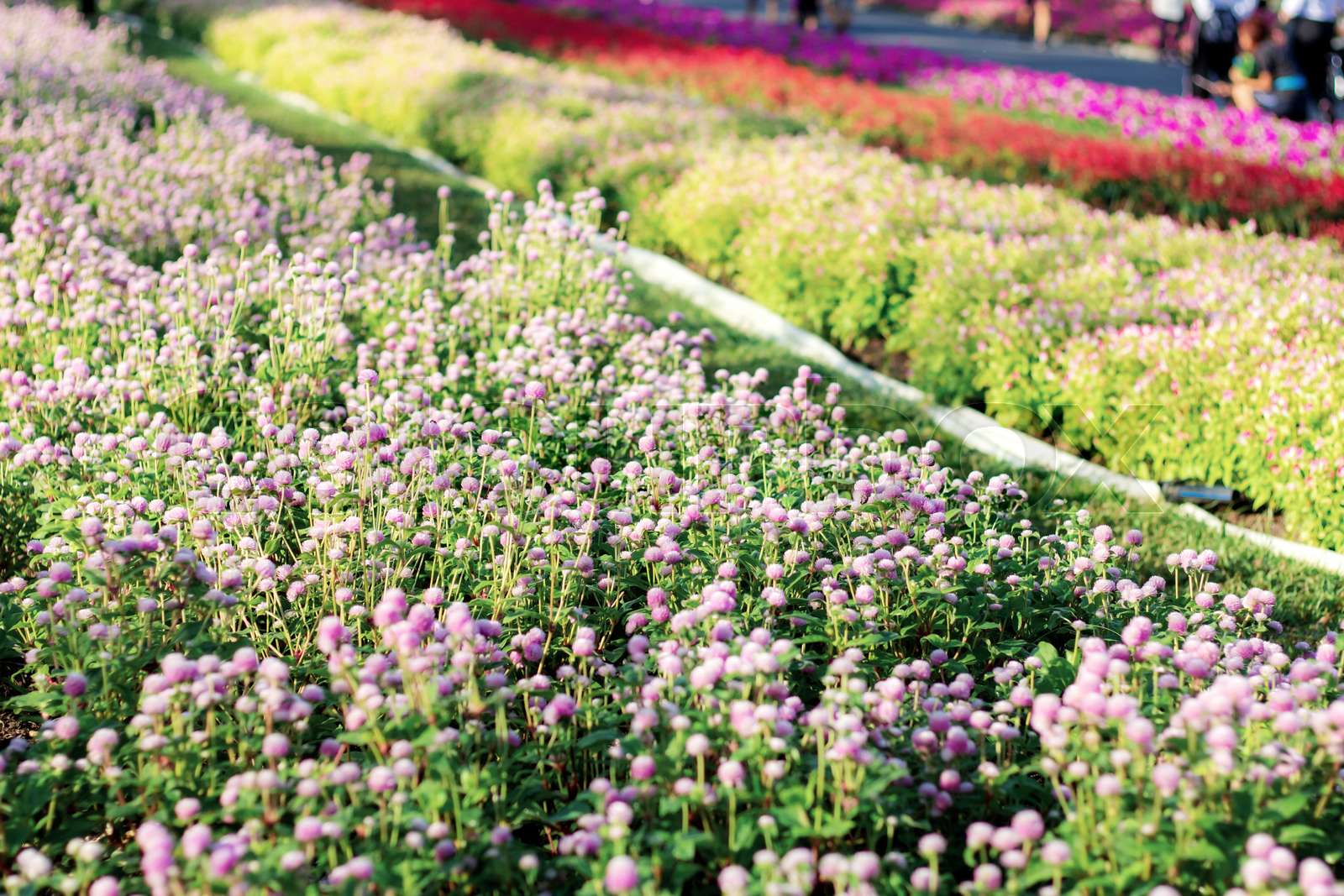 Flower plot in garden. | Stock image | Colourbox