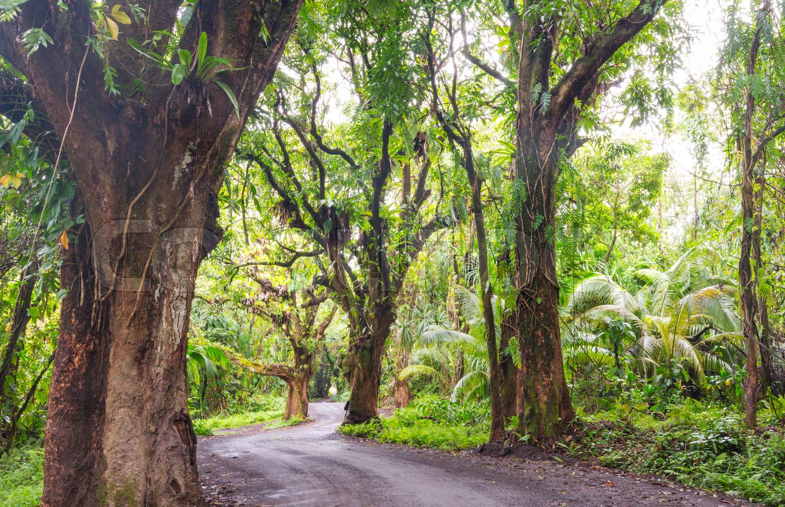 Road in jungle | Stock image | Colourbox