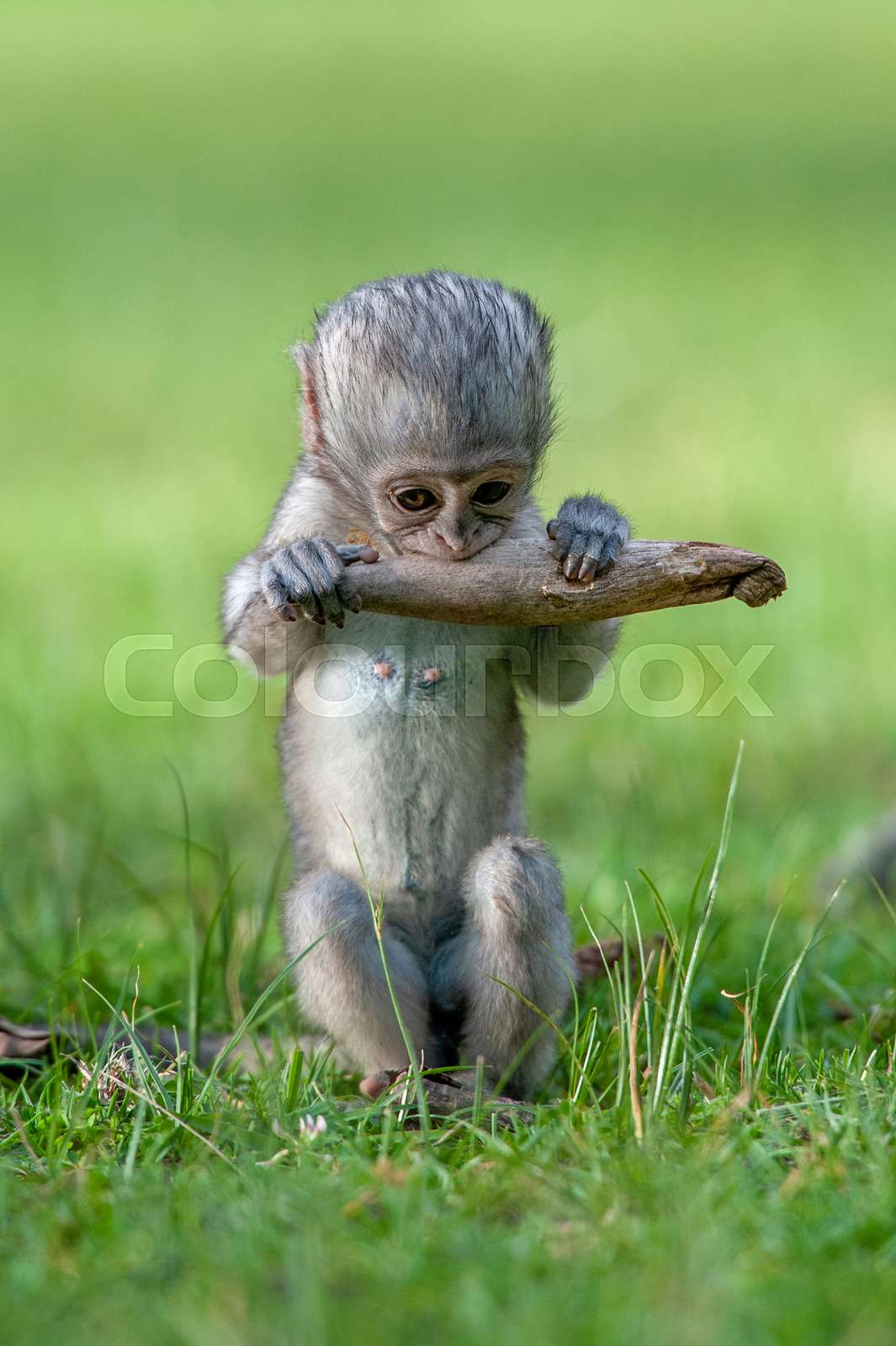 Vervet monkey nibble a branch in the National Reserve of Africa, Kenya ...