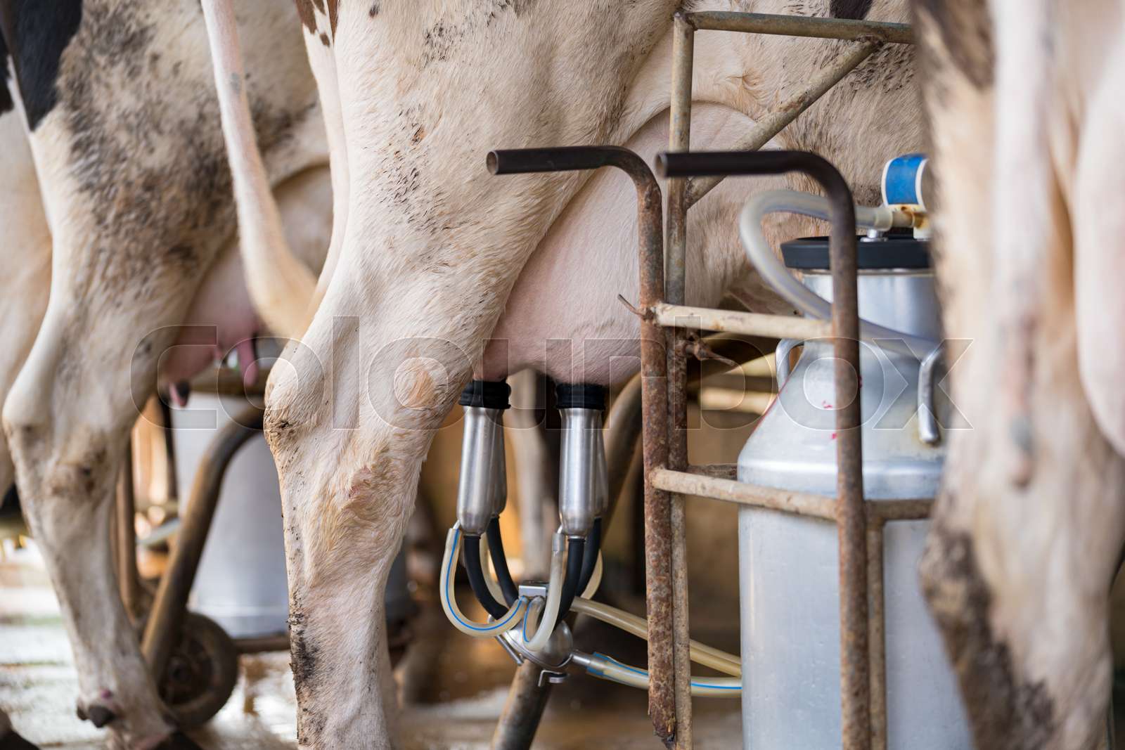 Cow milking facility and mechanized milking equipment | Stock image ...