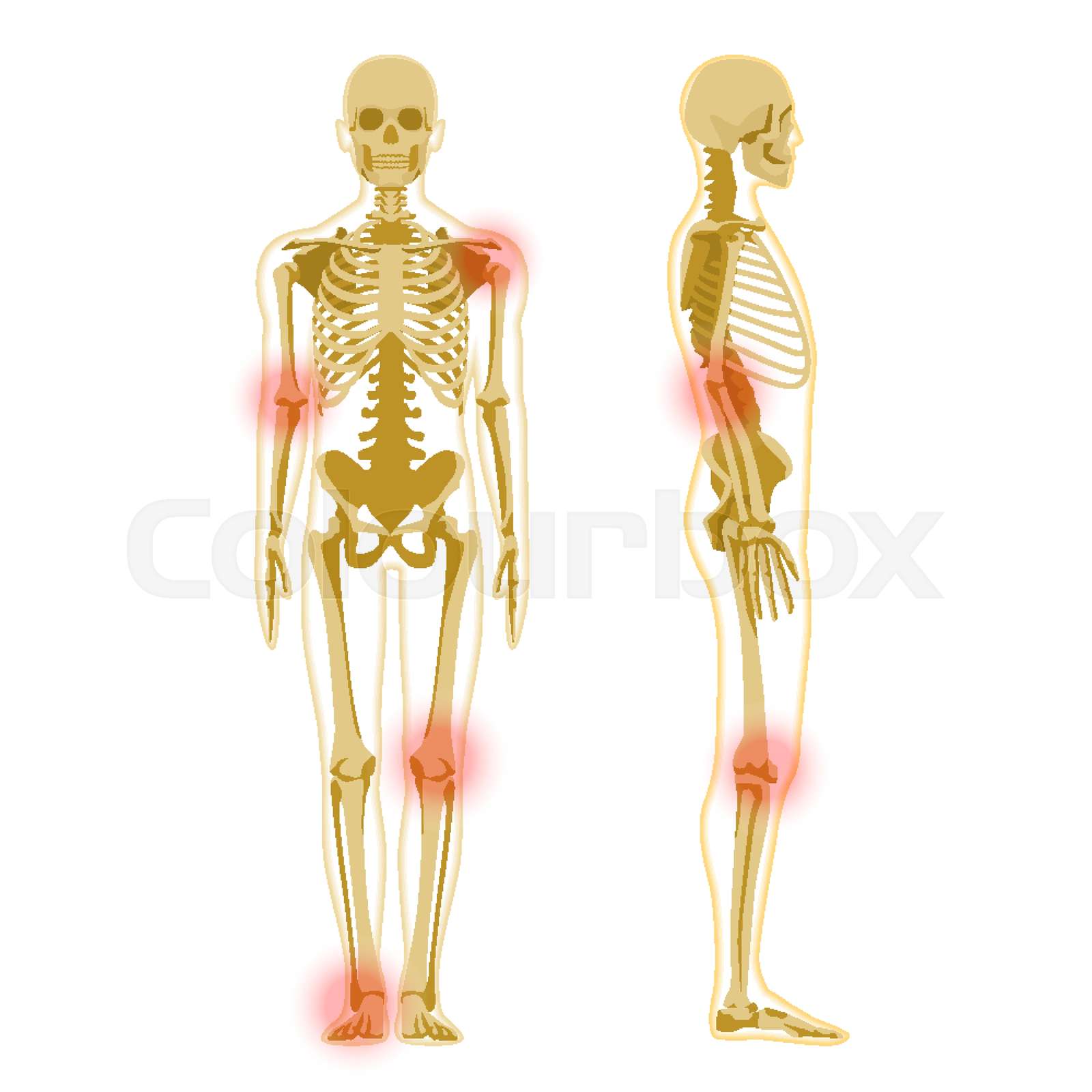 Human skeleton in front and profile isolated on white. Human Skeleton ...