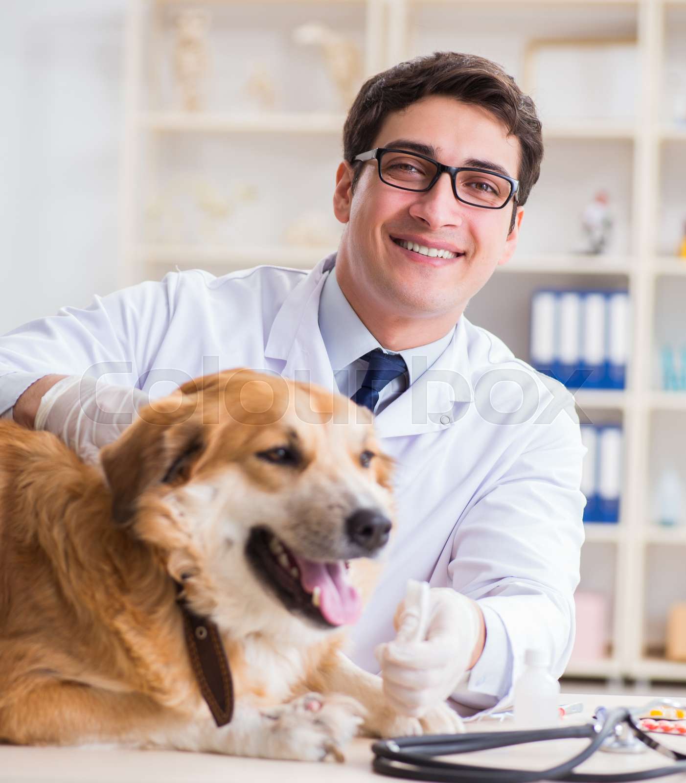 Doctor examining golden retriever dog in vet clinic | Stock image ...