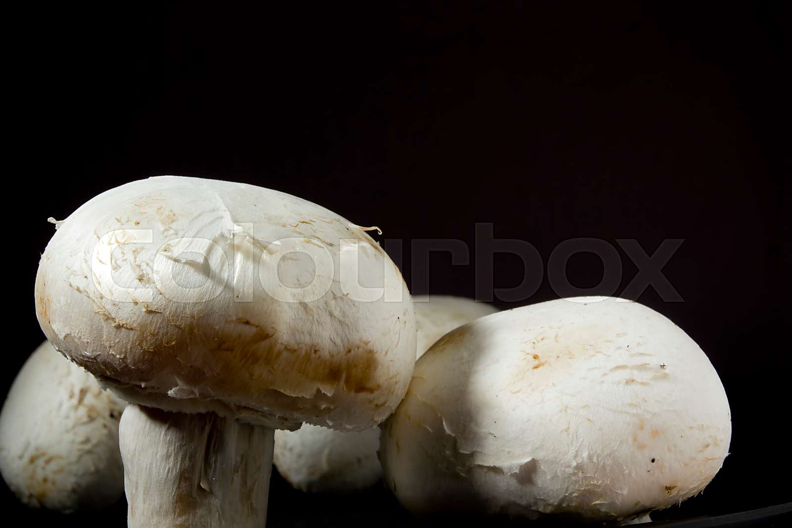 Fresh champignon mushrooms | Stock image | Colourbox