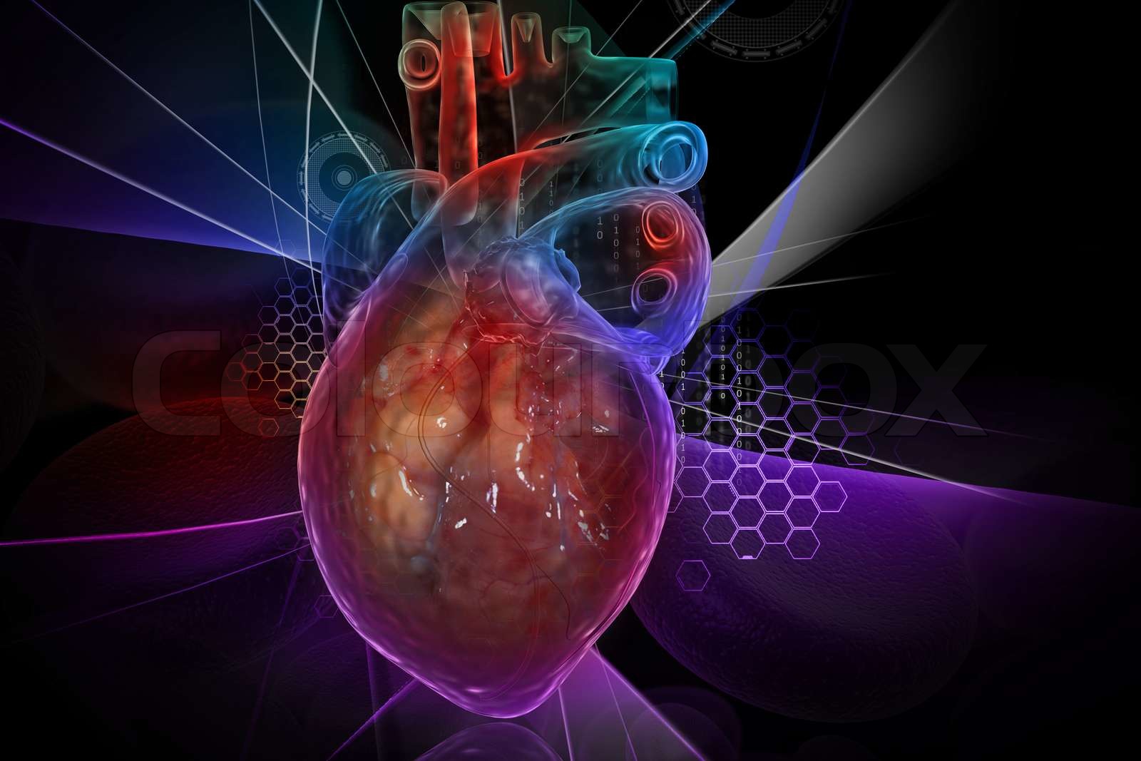 Human heart | Stock image | Colourbox