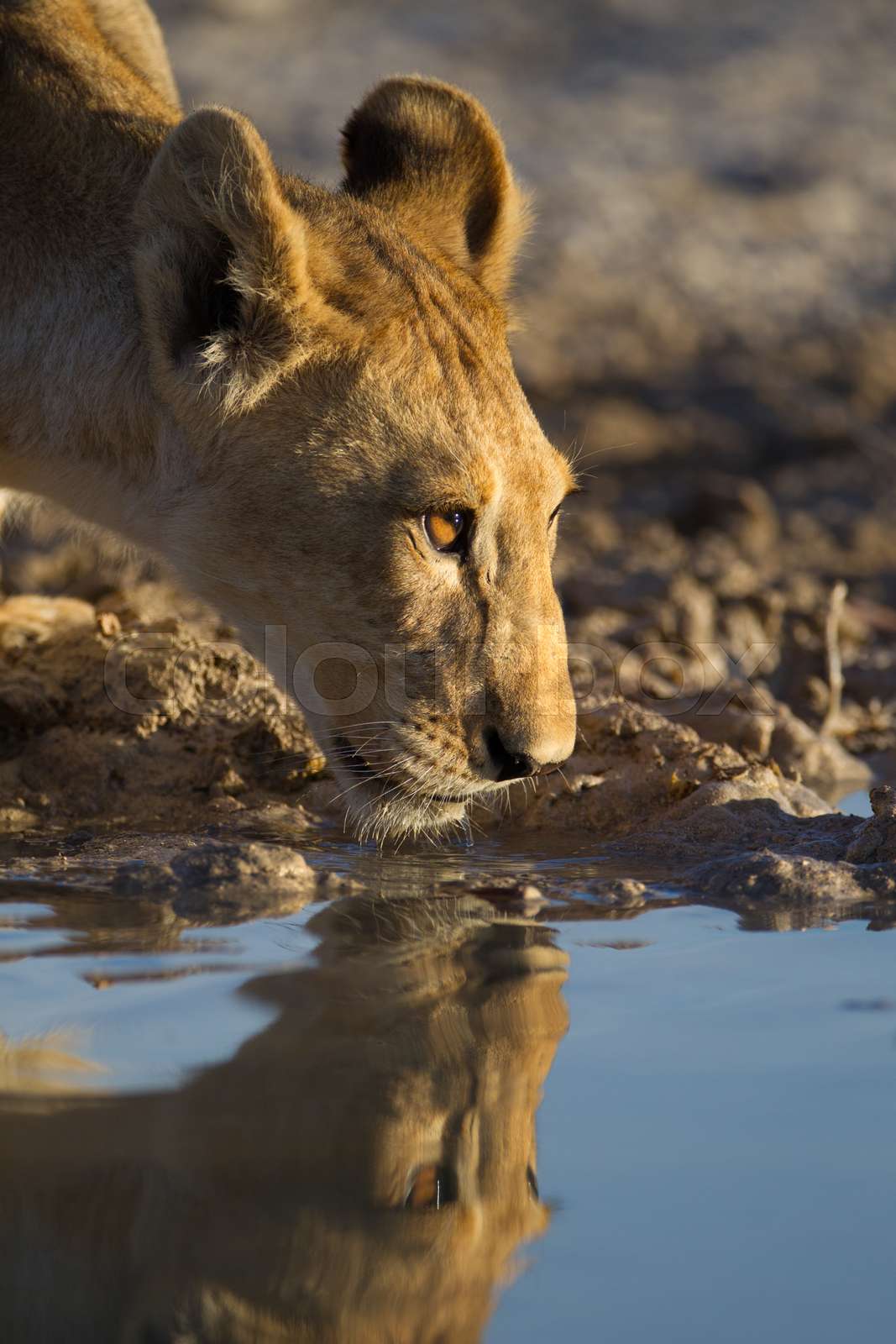 Lion cub drinking water | Stock image | Colourbox