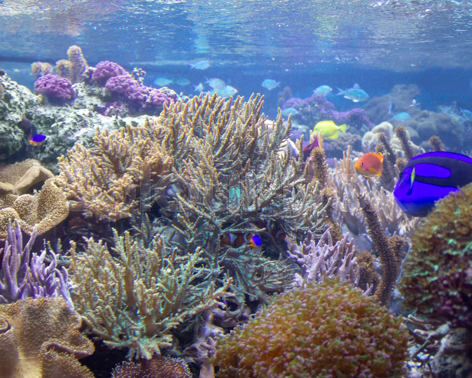 coral reef scenery | Stock image | Colourbox