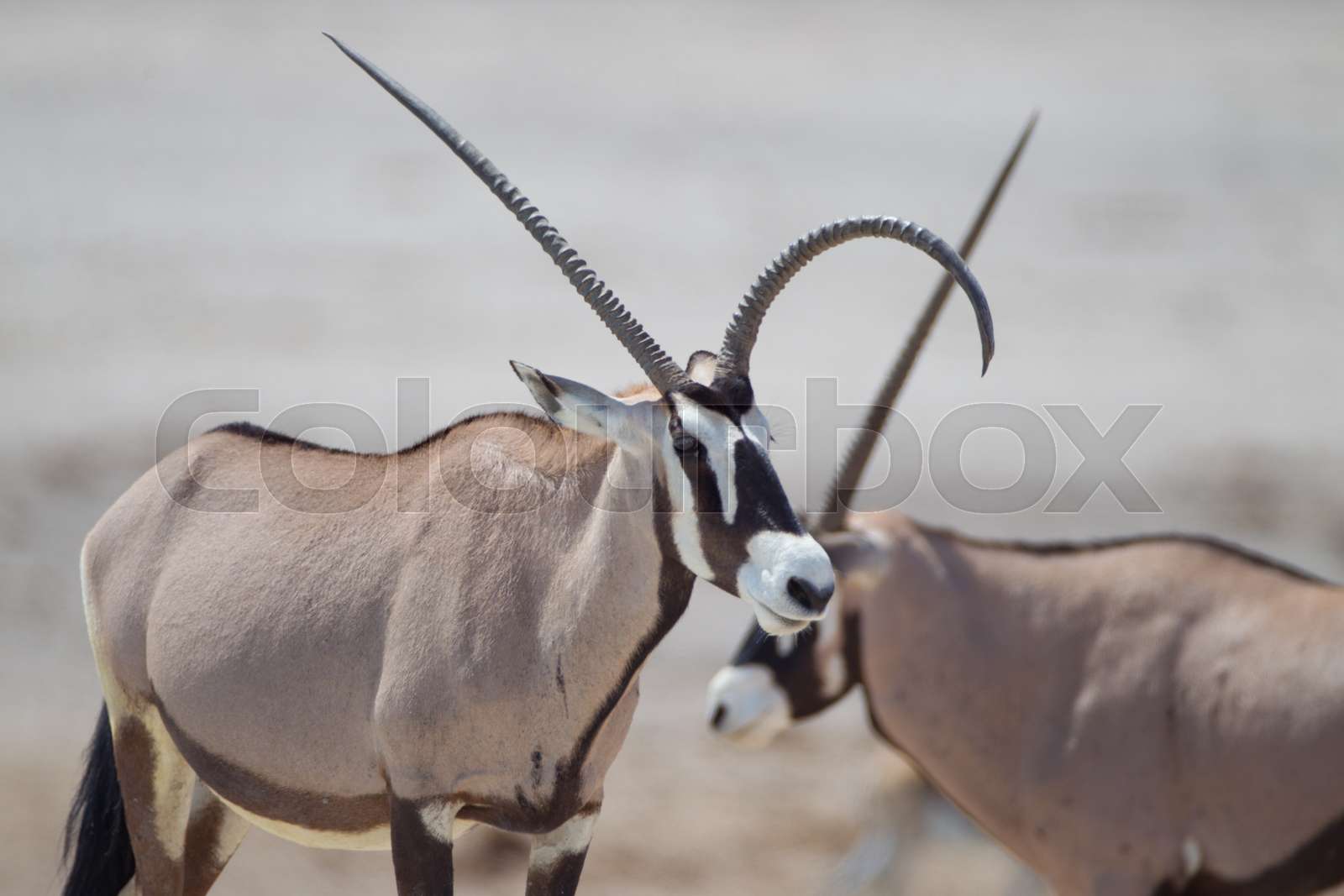 Oryx gemsbok in the wilderness | Stock image | Colourbox