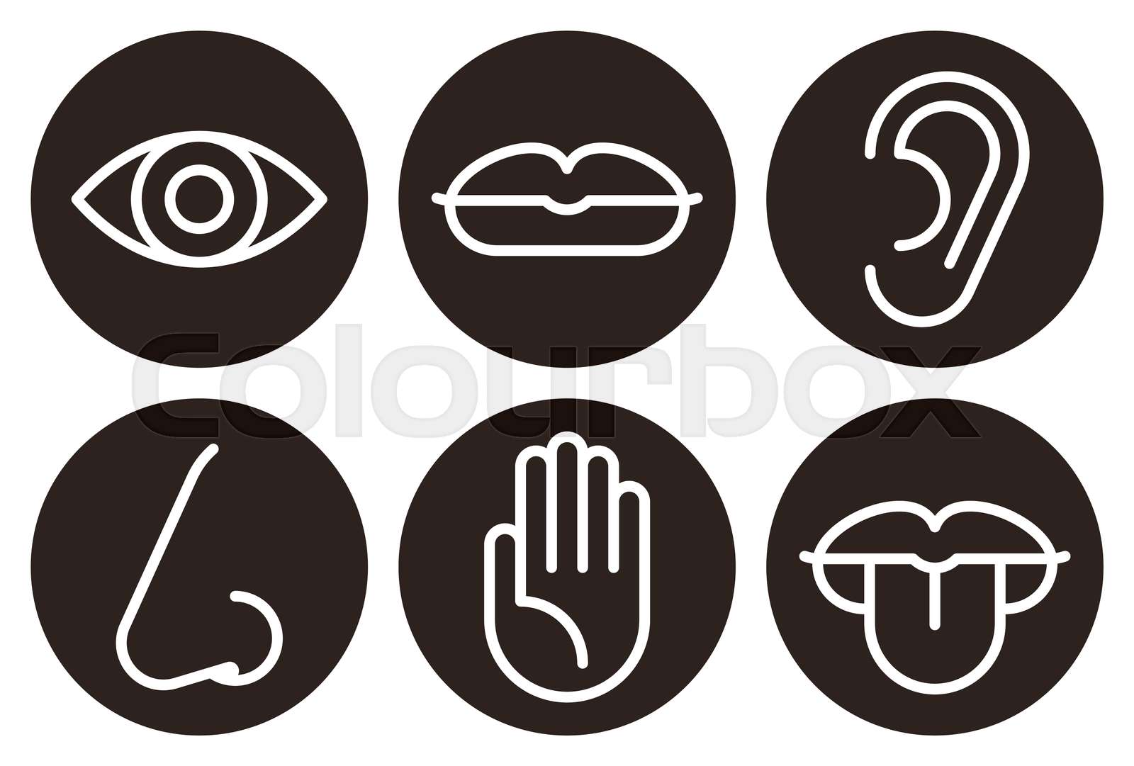 Sensory organs icon set | Stock vector | Colourbox