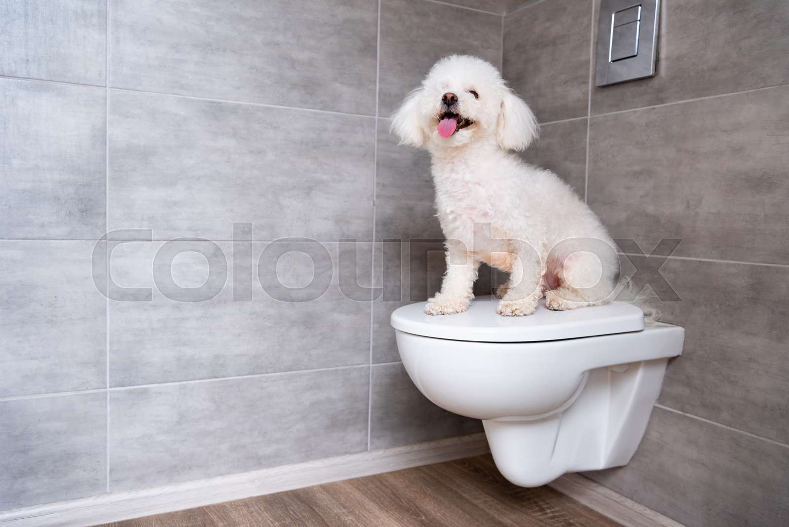 Cute bichon havanese dog sitting on closed toilet in bathroom | Stock ...