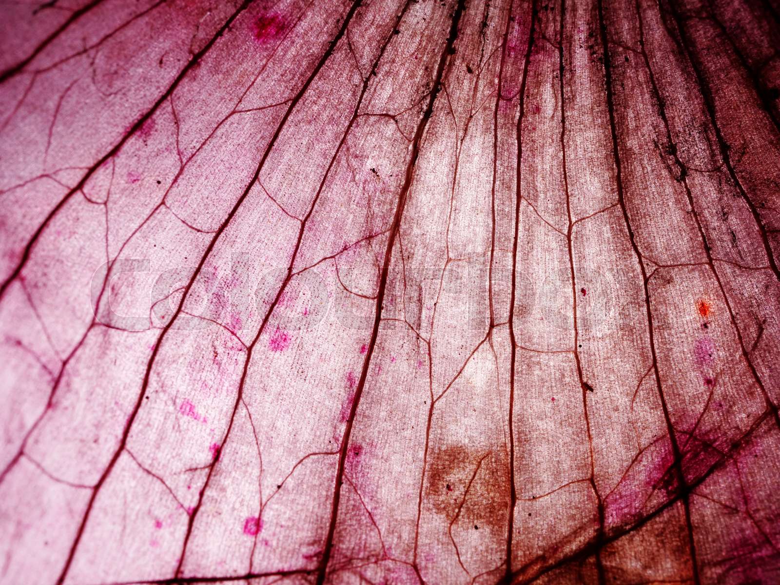 Tissue Microscopic Test | Stock image | Colourbox