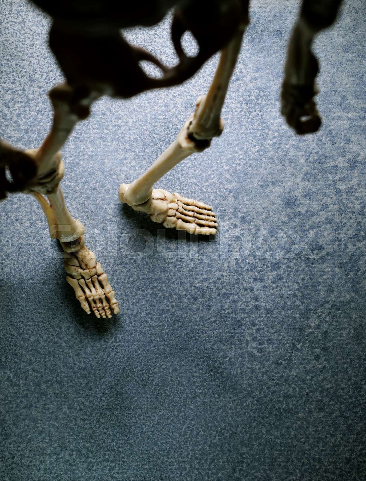close Up Human Skeleton | Stock image | Colourbox