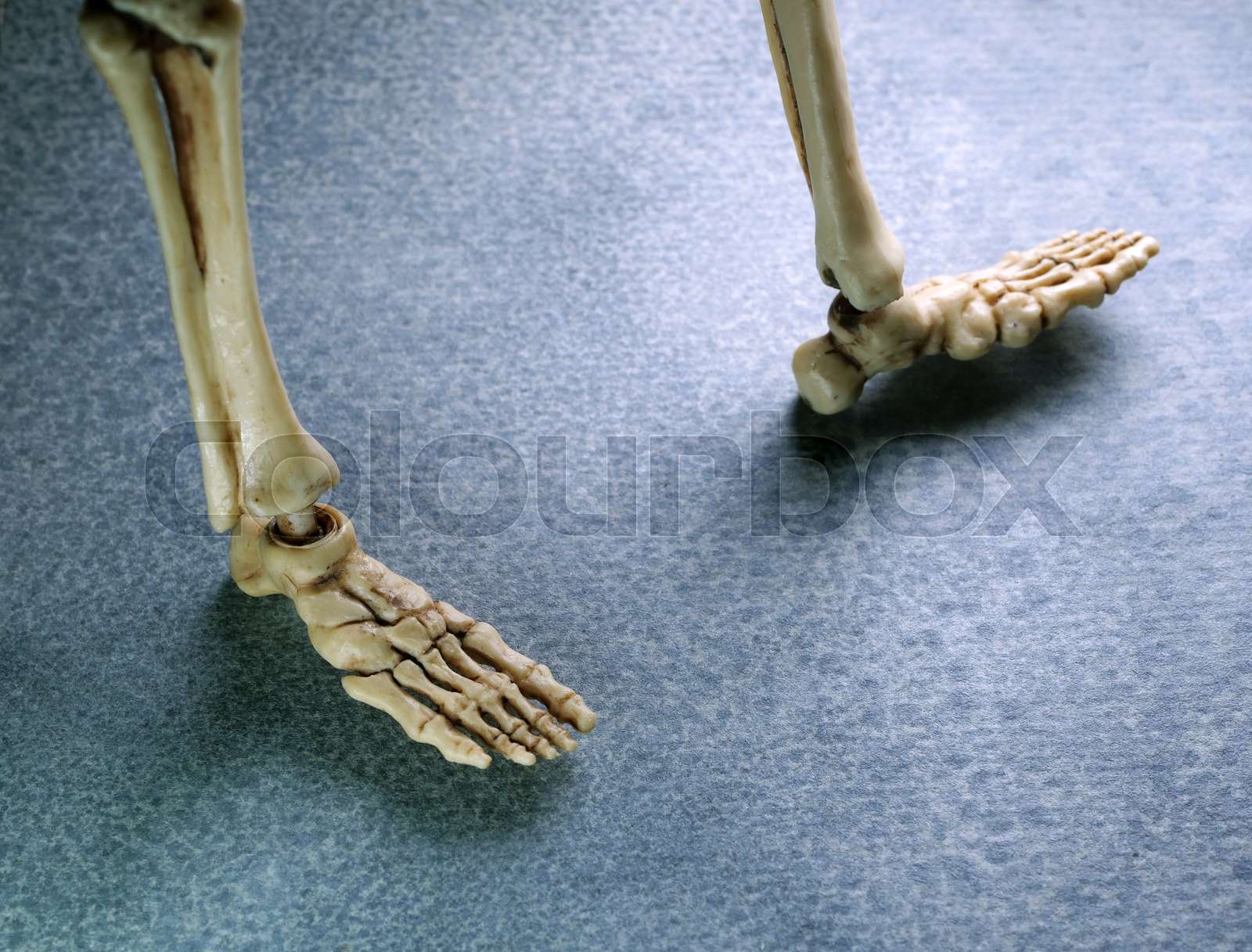 close Up Human Skeleton | Stock image | Colourbox