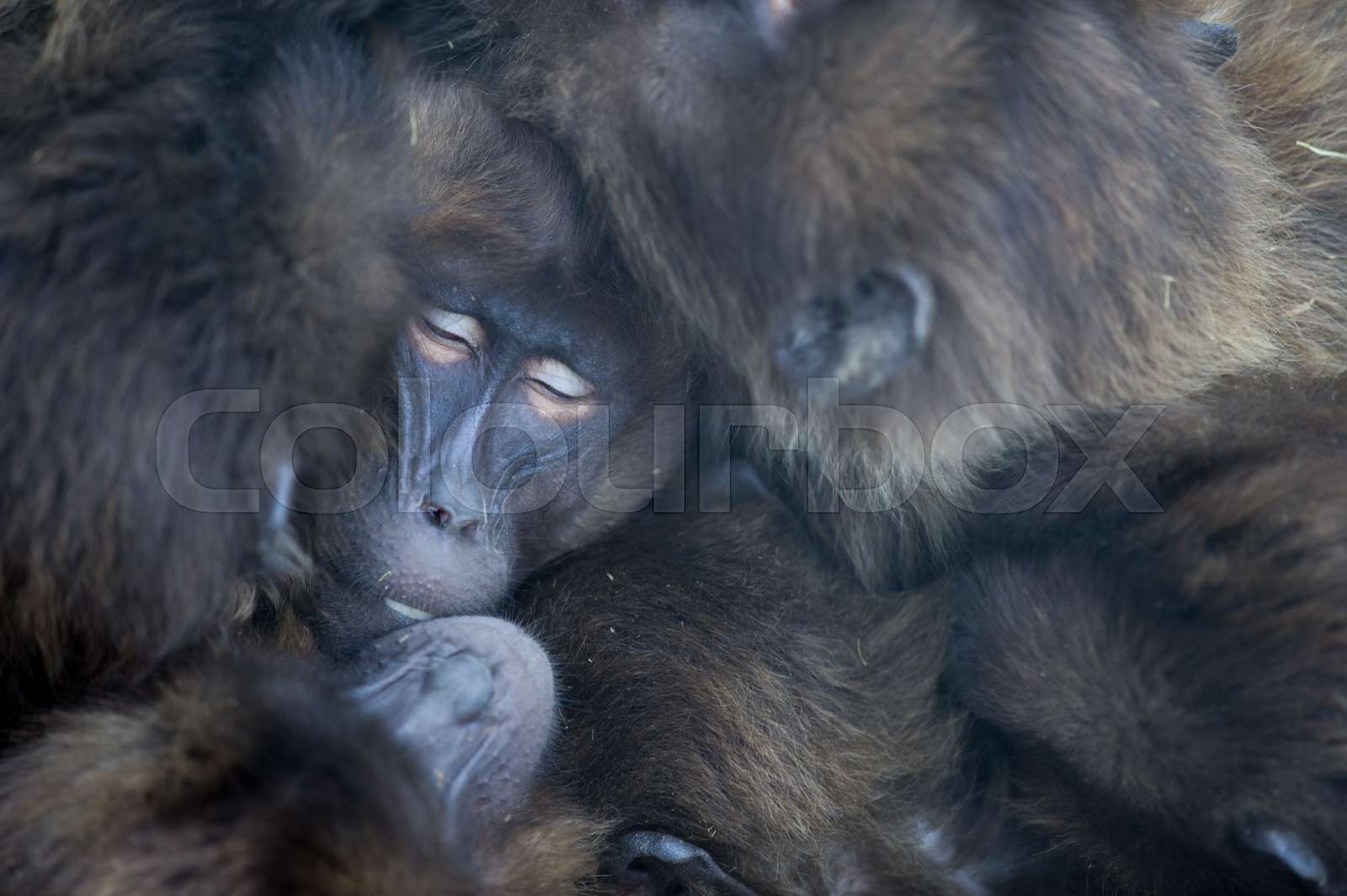 Gelada baboons hugging | Stock image | Colourbox