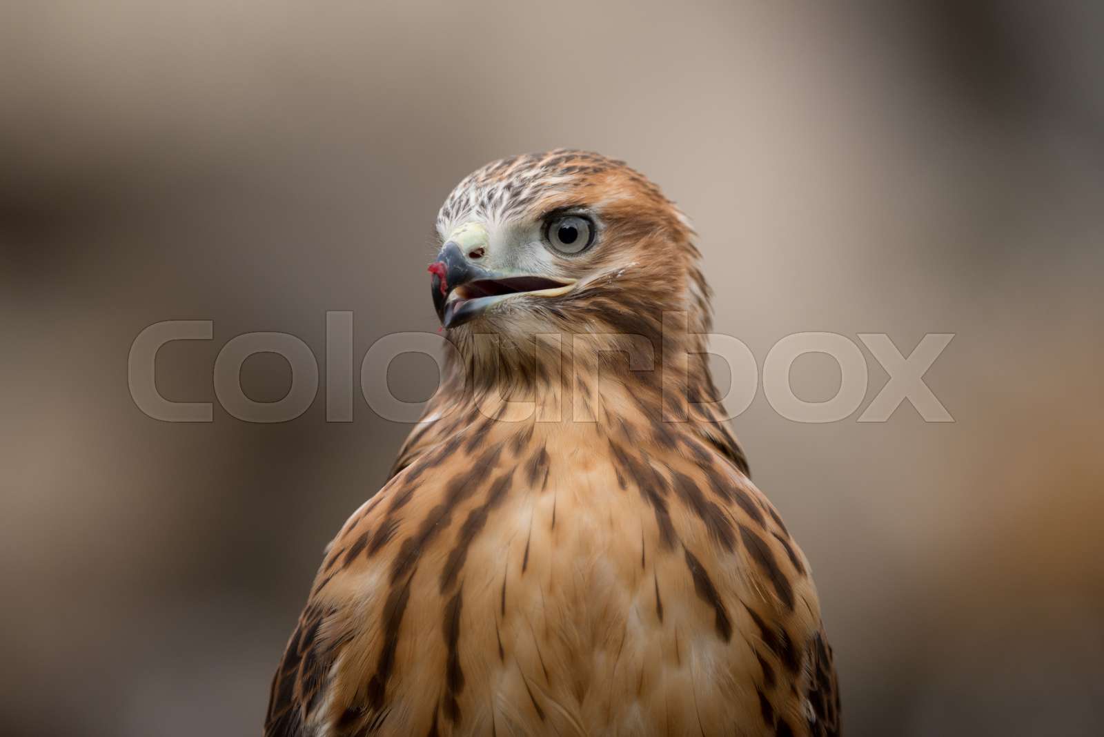 Buzzard portrait | Stock image | Colourbox
