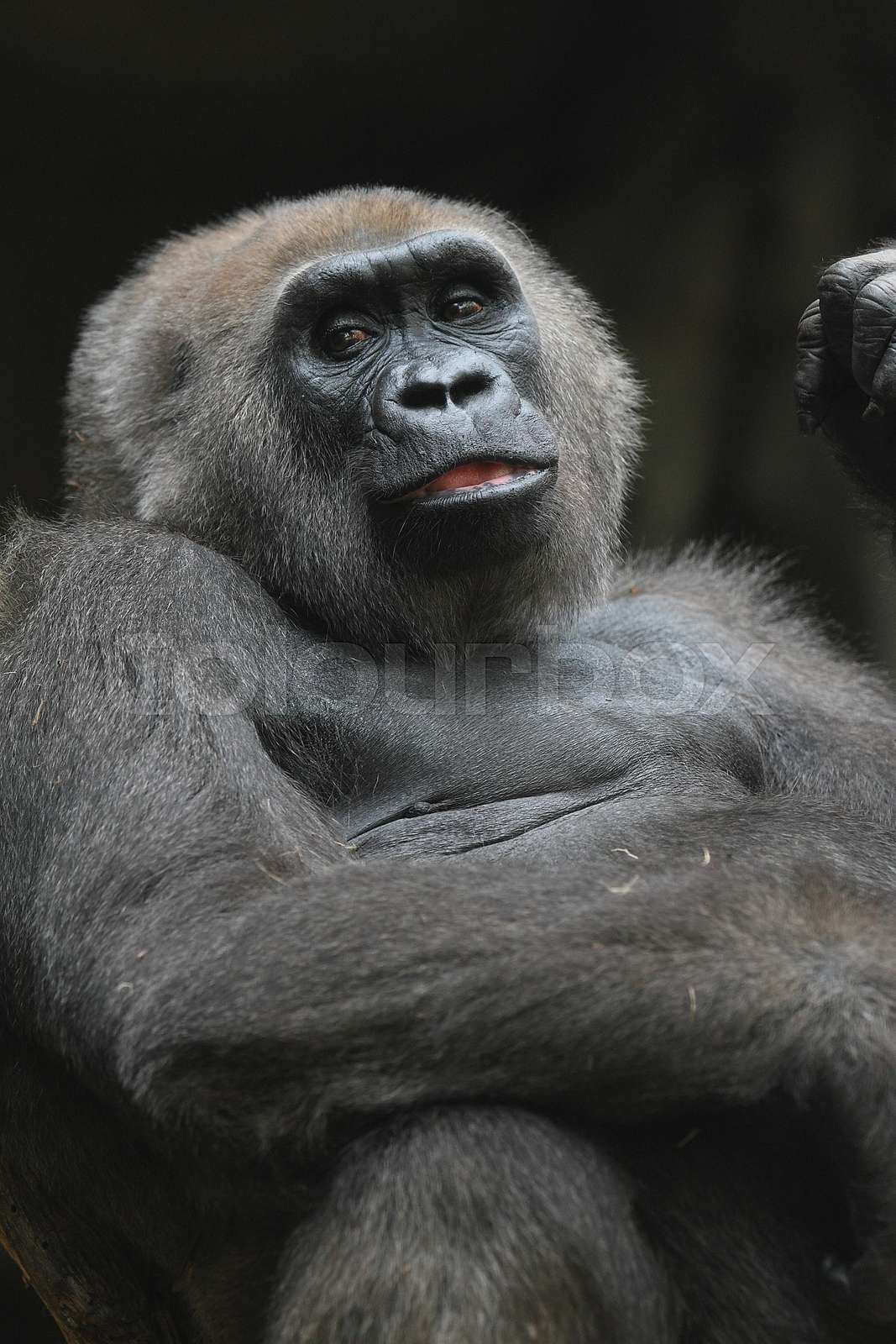Gorilla portrait | Stock image | Colourbox