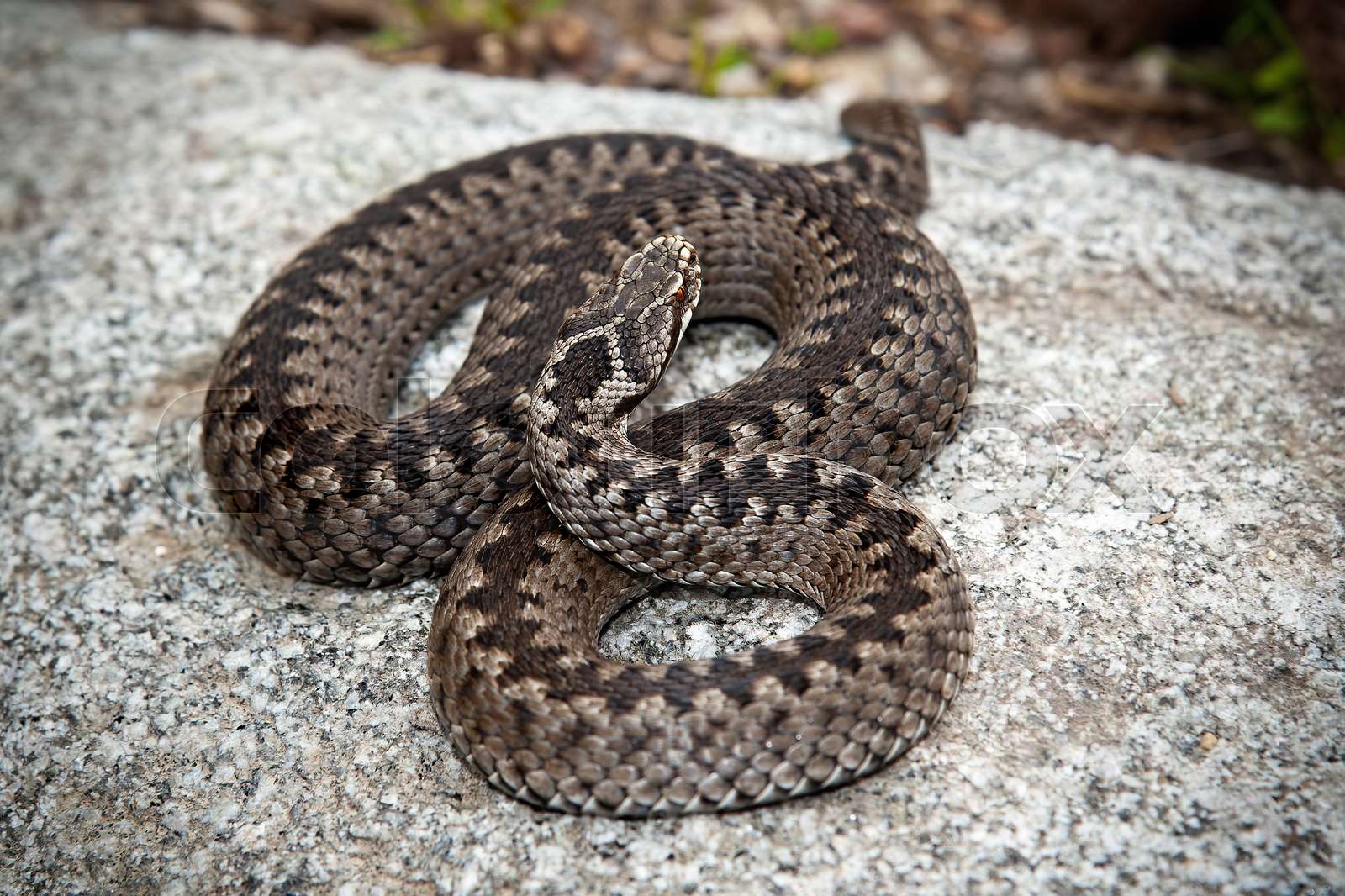 Top view of a deadly common viper hiding on a stone in nature. | Stock ...