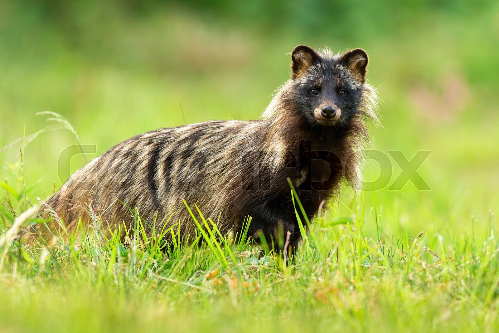Interested raccoon dog facing camera in green natural environment ...
