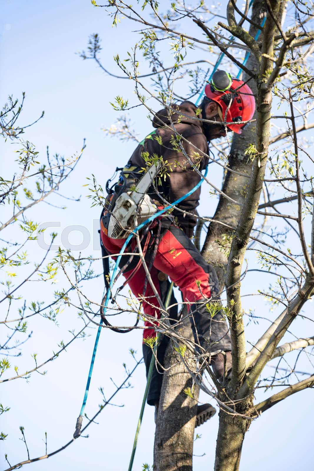 pruning a tree | Stock image | Colourbox