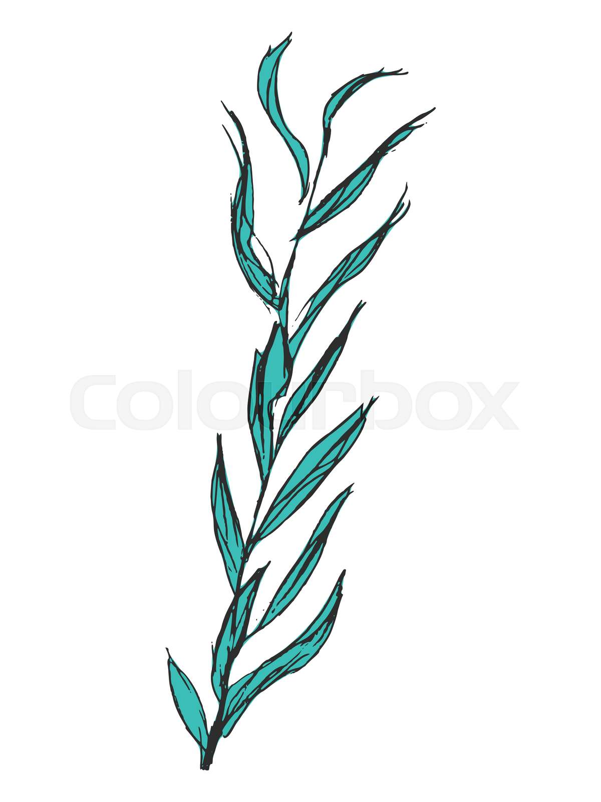 Vector illustration of seaweed | Stock vector | Colourbox