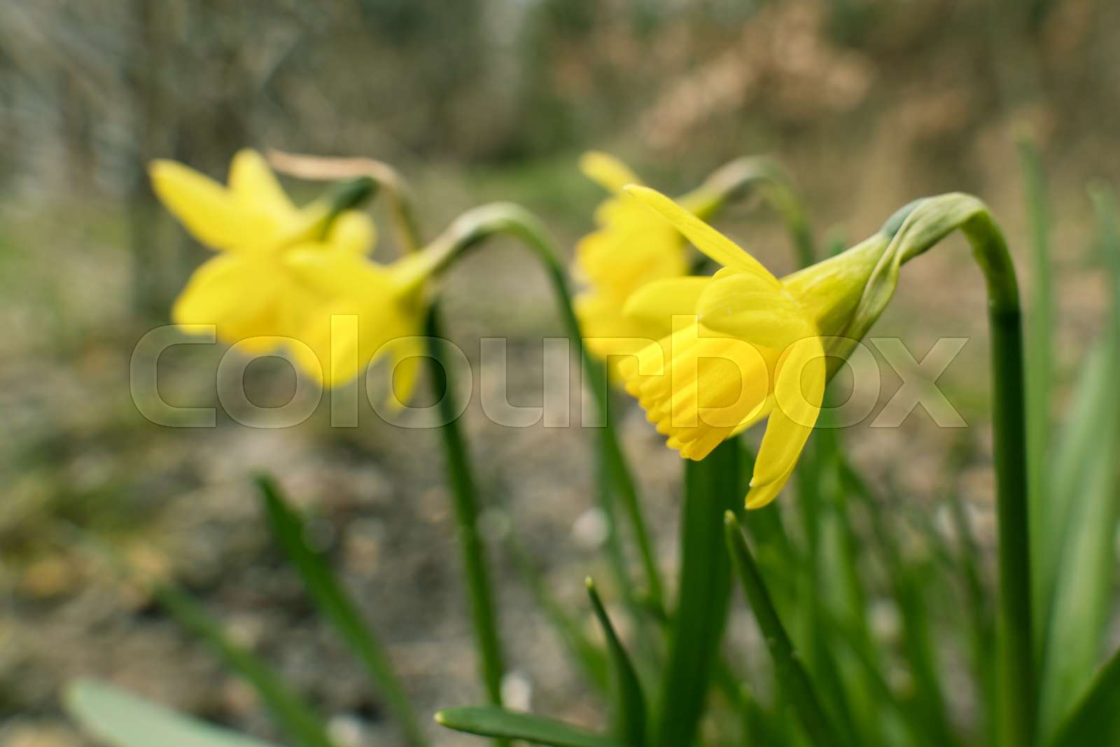 Close up of daffodil flowers | Stock image | Colourbox