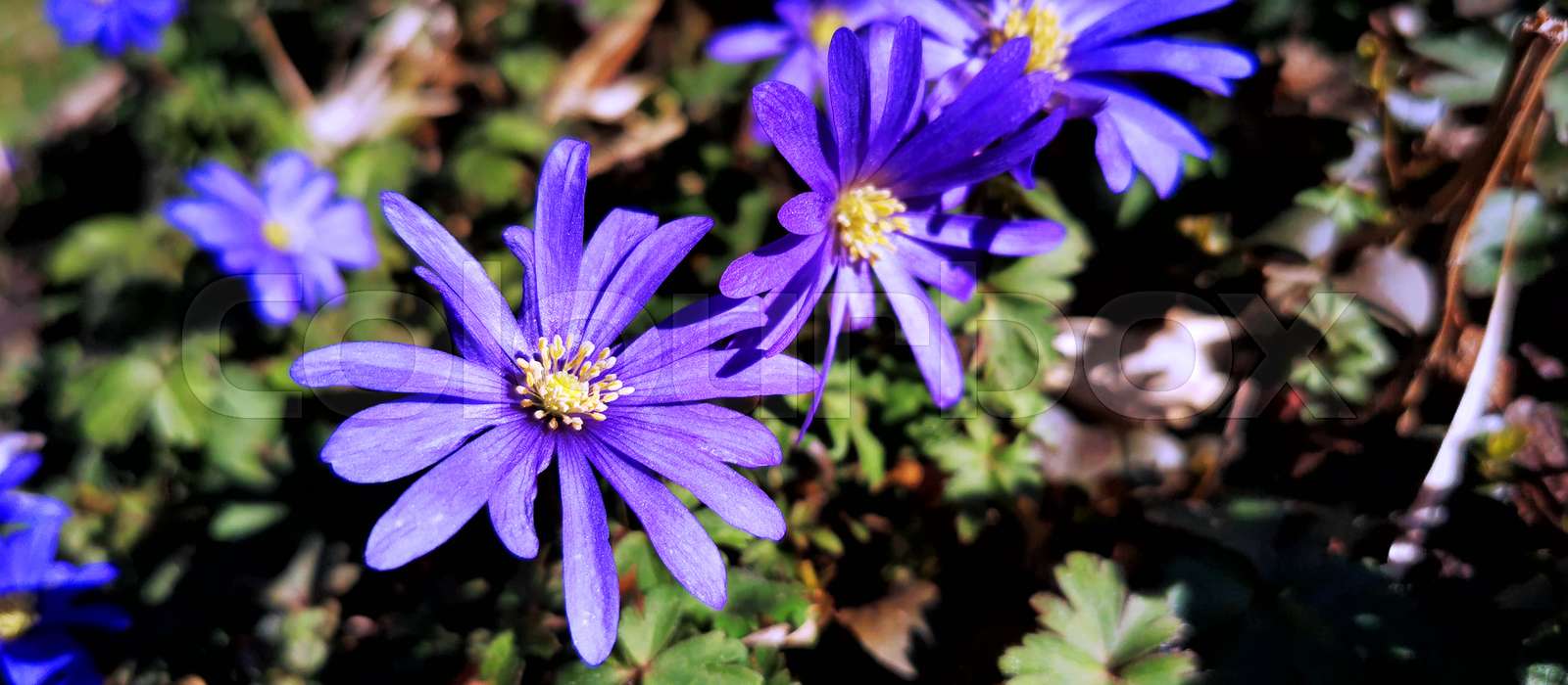 Blå anemoner springer ud i marts måned | Stock foto | Colourbox