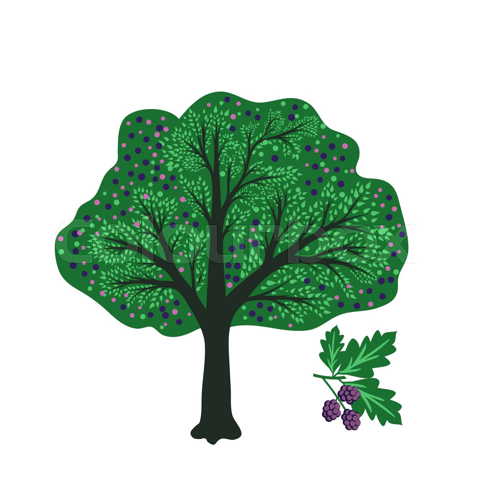 Mulberry tree vector | Stock vector | Colourbox