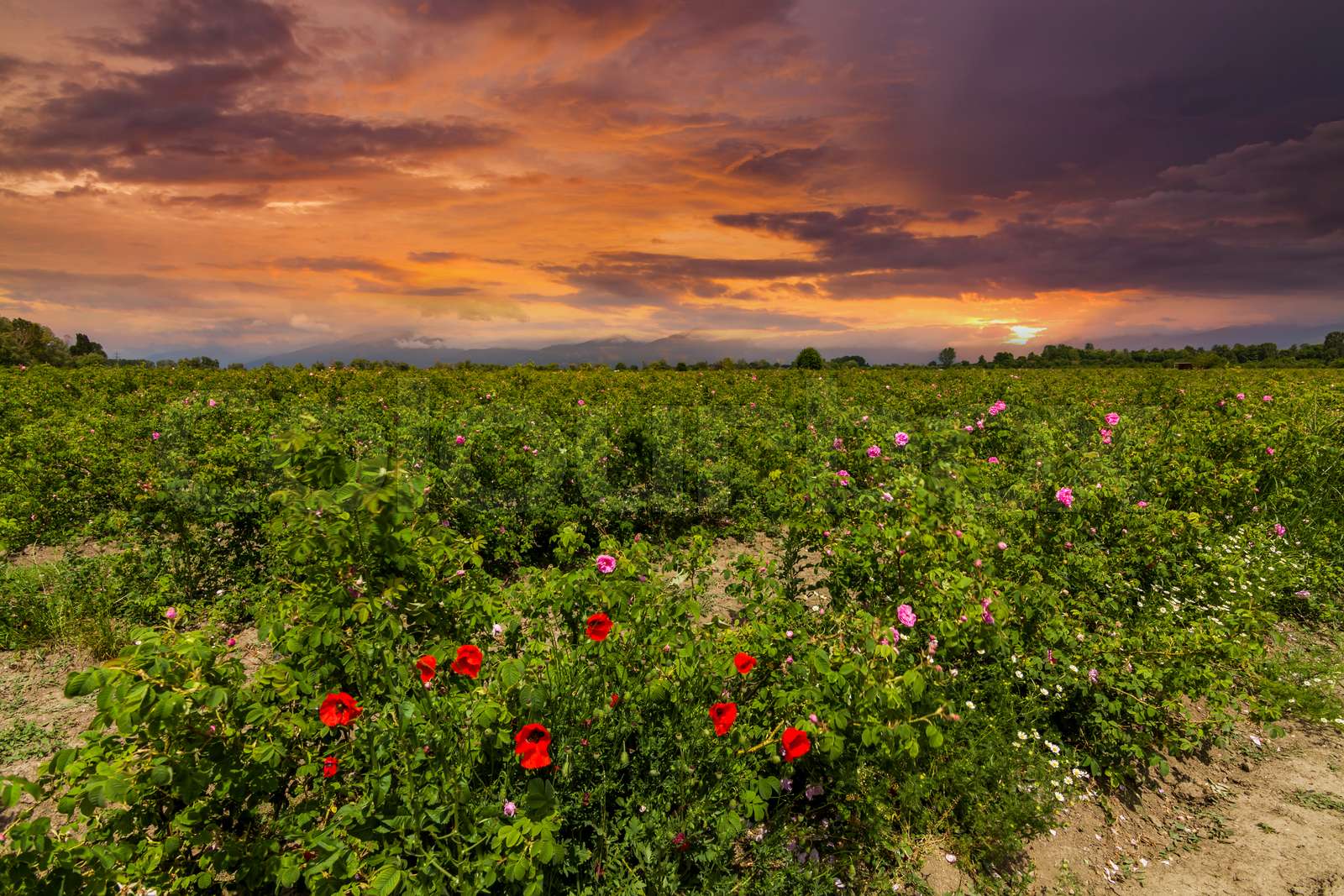 The famous rose fields in the Thracian Valley near Kazanlak Bulgaria ...