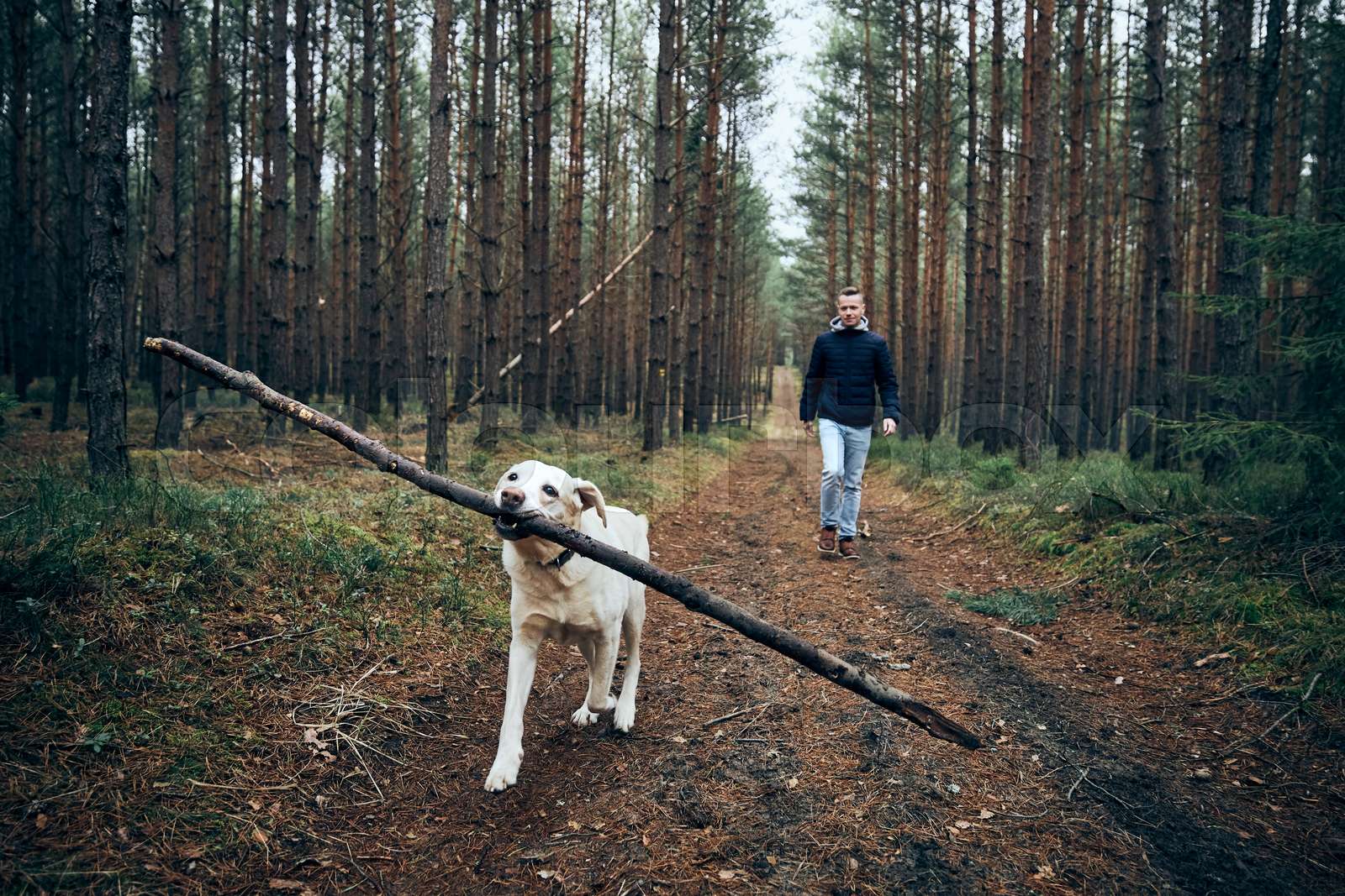 Man with dog on pathway in the middle of forest | Stock image | Colourbox