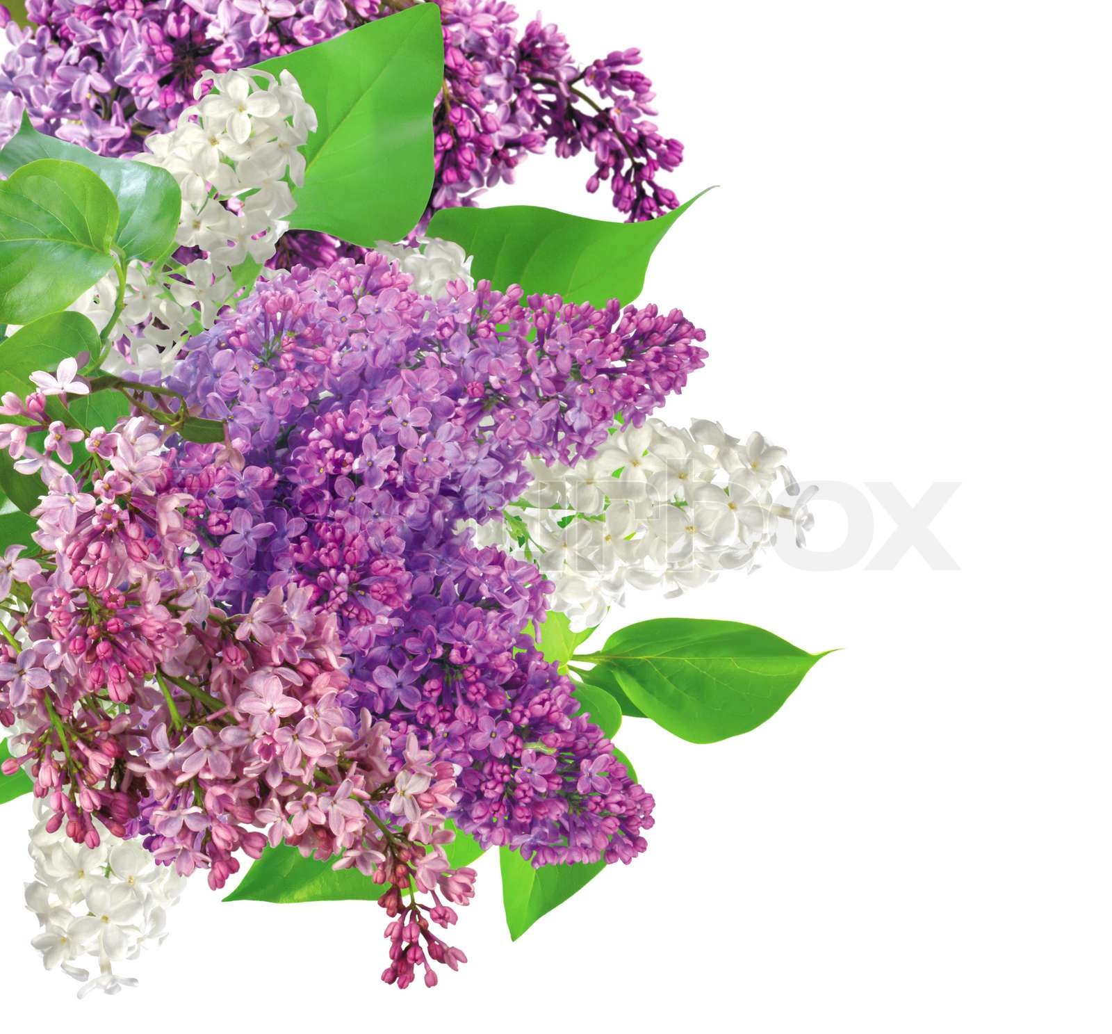 Beautiful Lilac Flowers border | Stock image | Colourbox