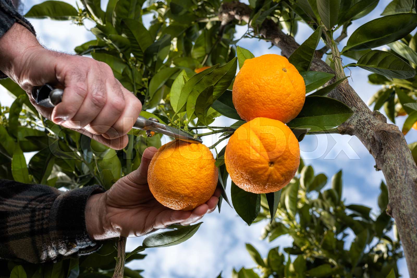 Farmer makes the orange harvest in winter. Agriculture. | Stock image ...