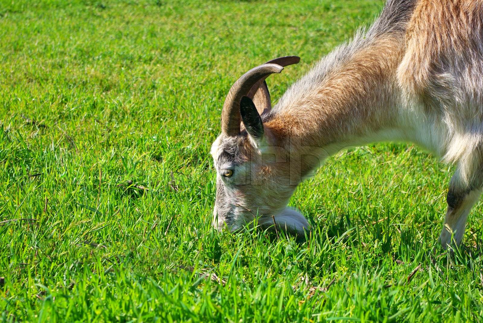 Goat | Stock image | Colourbox