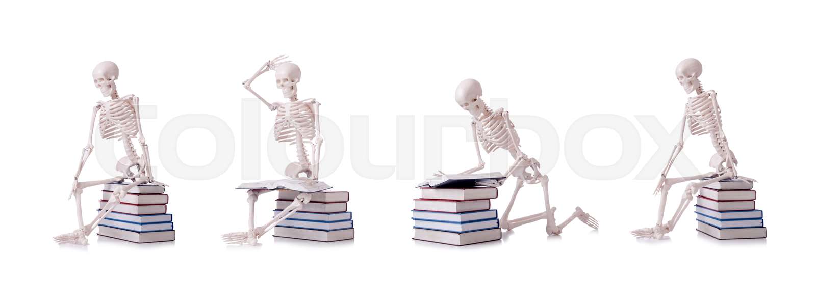 Skeleton reading books on white | Stock image | Colourbox