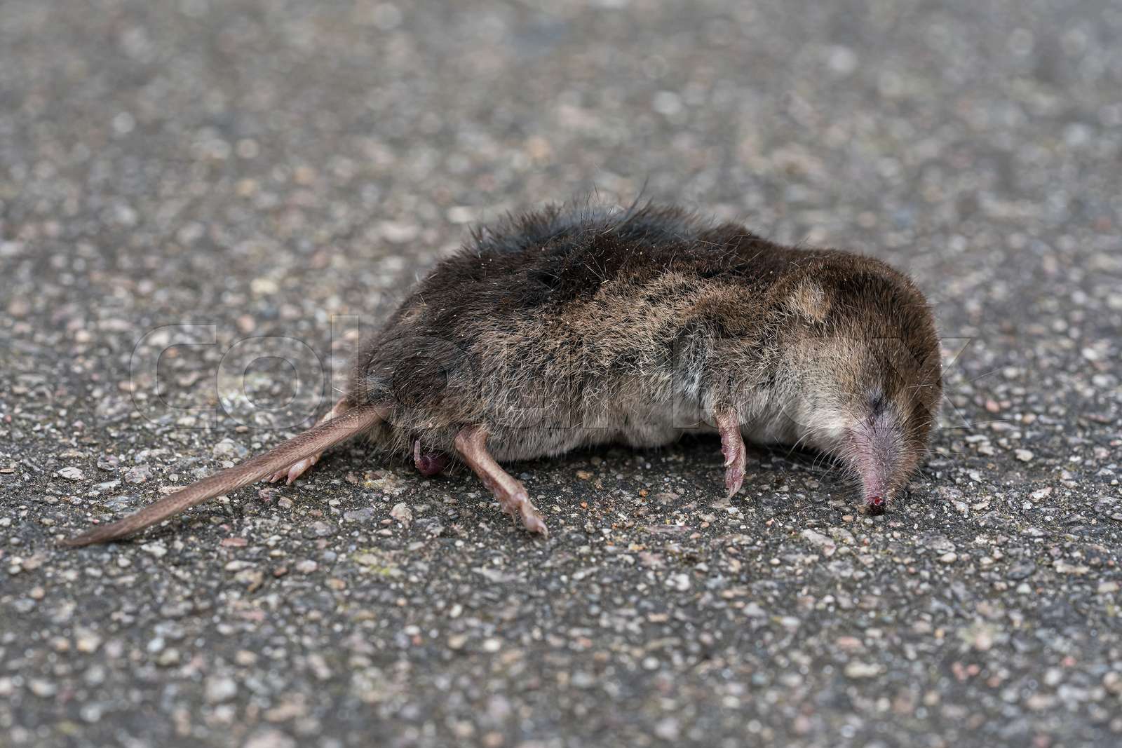 Dead common shrew on garden tile | Stock image | Colourbox