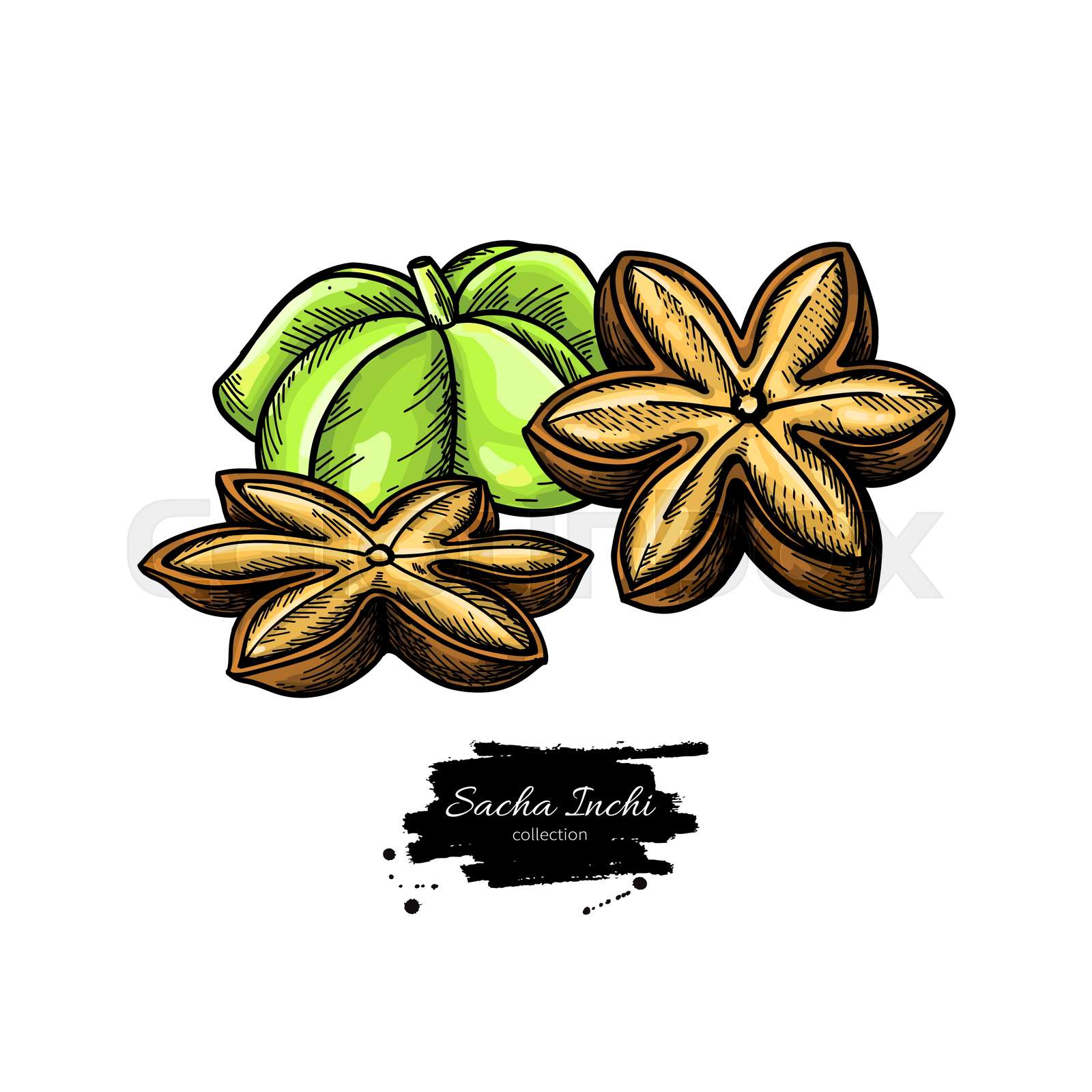 Sacha inchi vector drawing. Botanical illustration of hand drawn ...