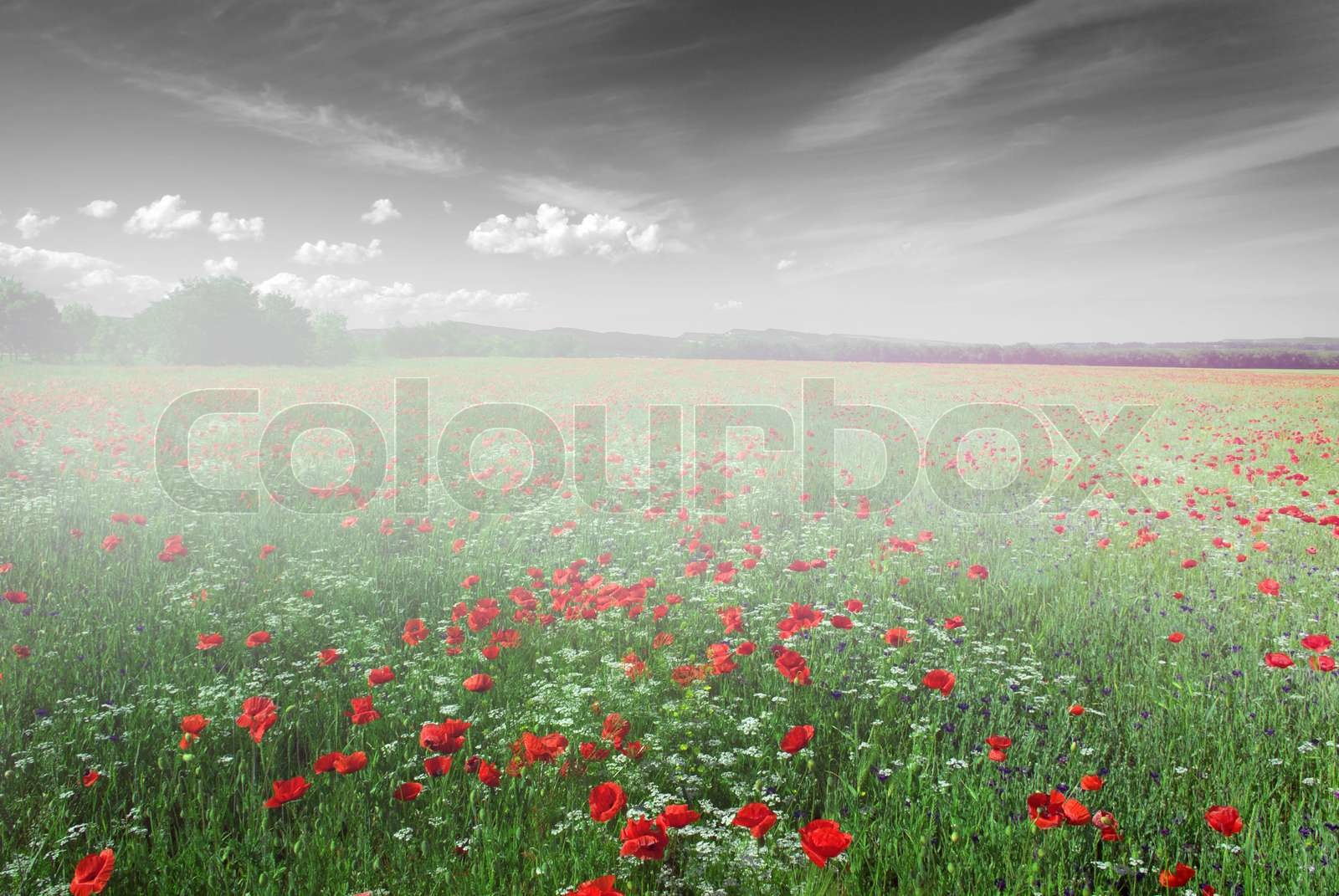 Beautiful meadow | Stock image | Colourbox