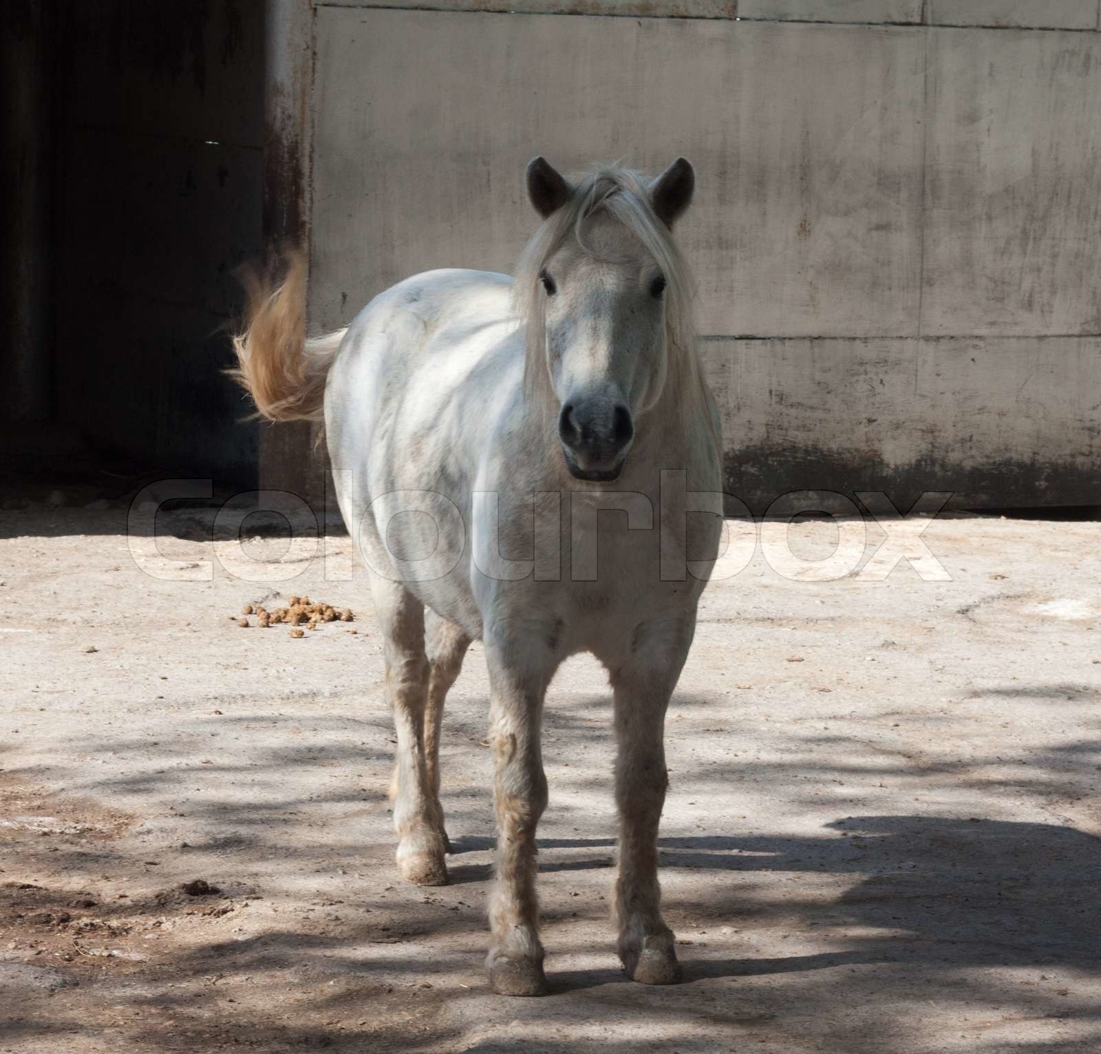 araber, hest, hvid | Stock foto | Colourbox